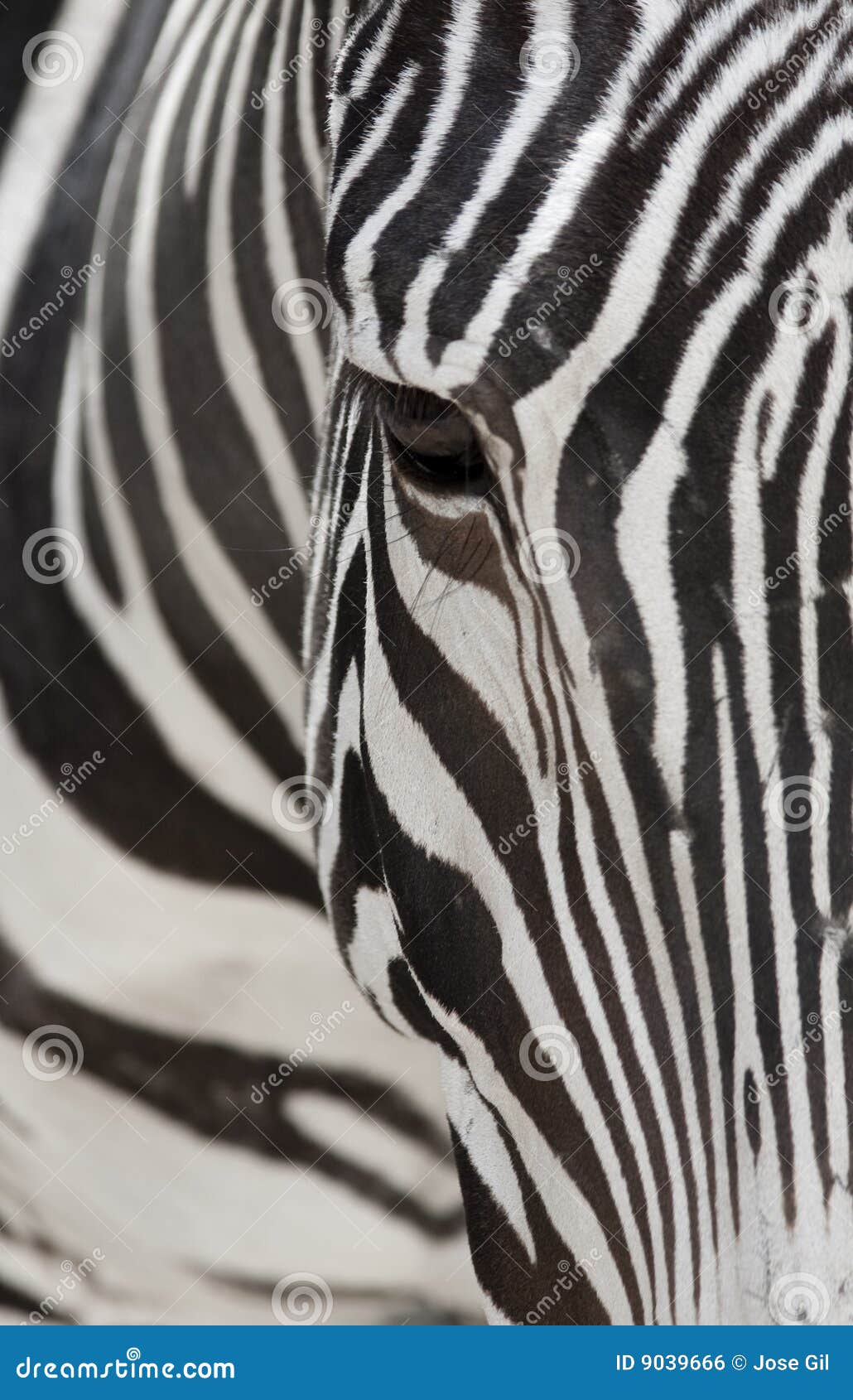 Cebra de Grevy foto de archivo. Imagen de extracto, animal - 9039666