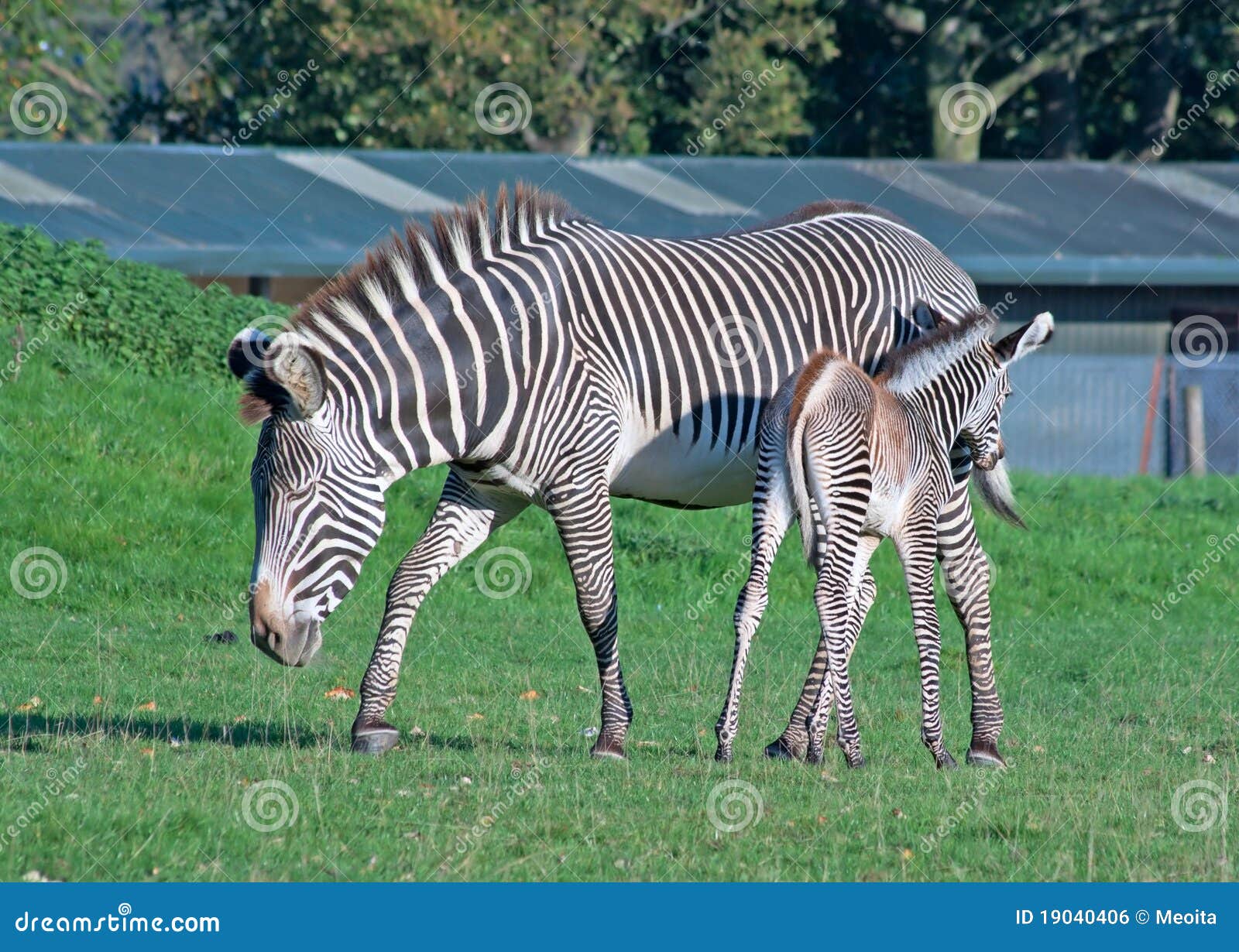 Cebra De Grevy Con El Potro Foto de archivo - Imagen de vertiente ...