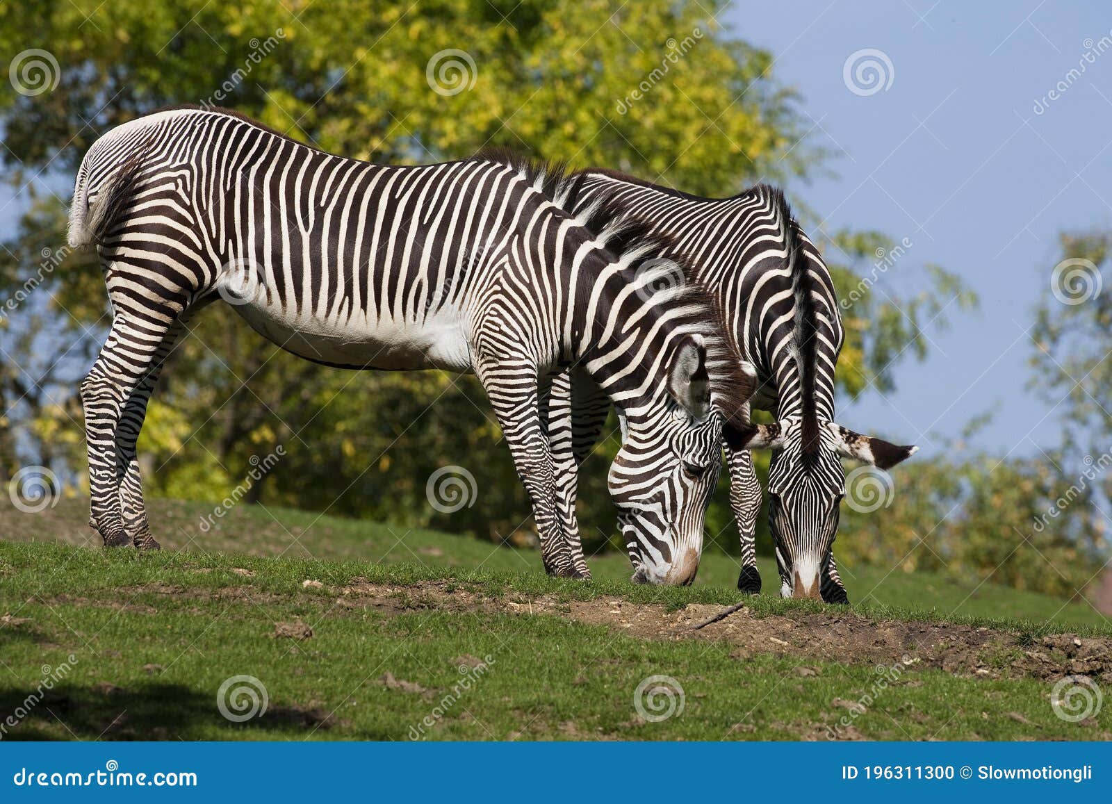Cebra De Grevy, Equus Grevyi Foto de archivo - Imagen de standing ...