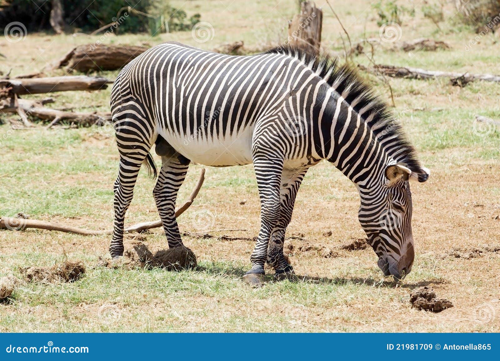 Cebra De Grevy (grevyi Del Equus) Imagen de archivo - Imagen de ...