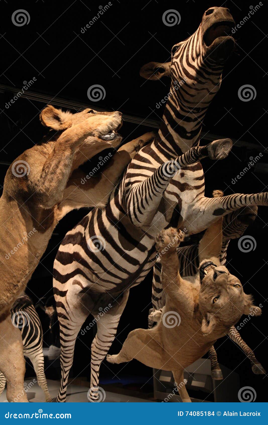 Cebra del león imagen de archivo editorial. Imagen de bestia - 74085184