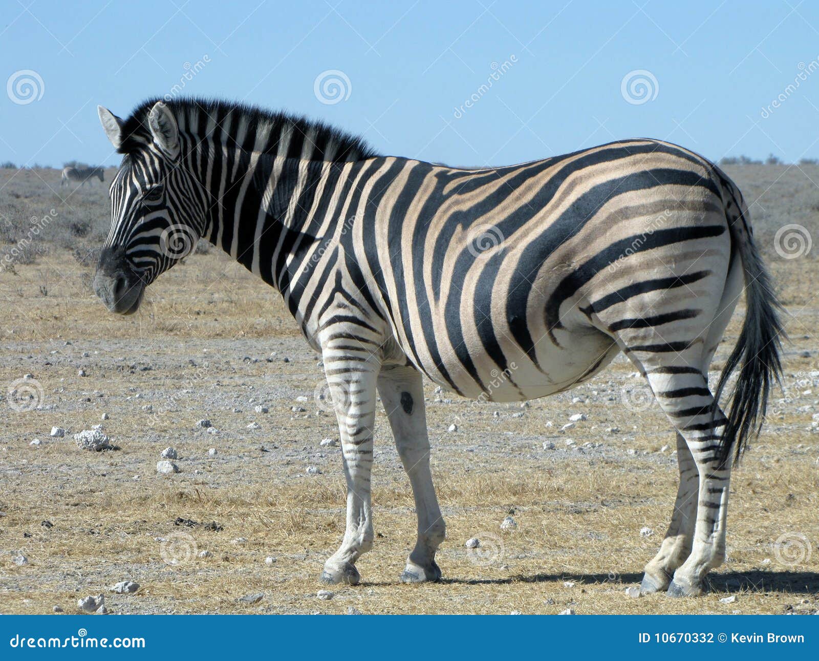 Cebra embarazada foto de archivo. Imagen de belleza, seco - 10670332