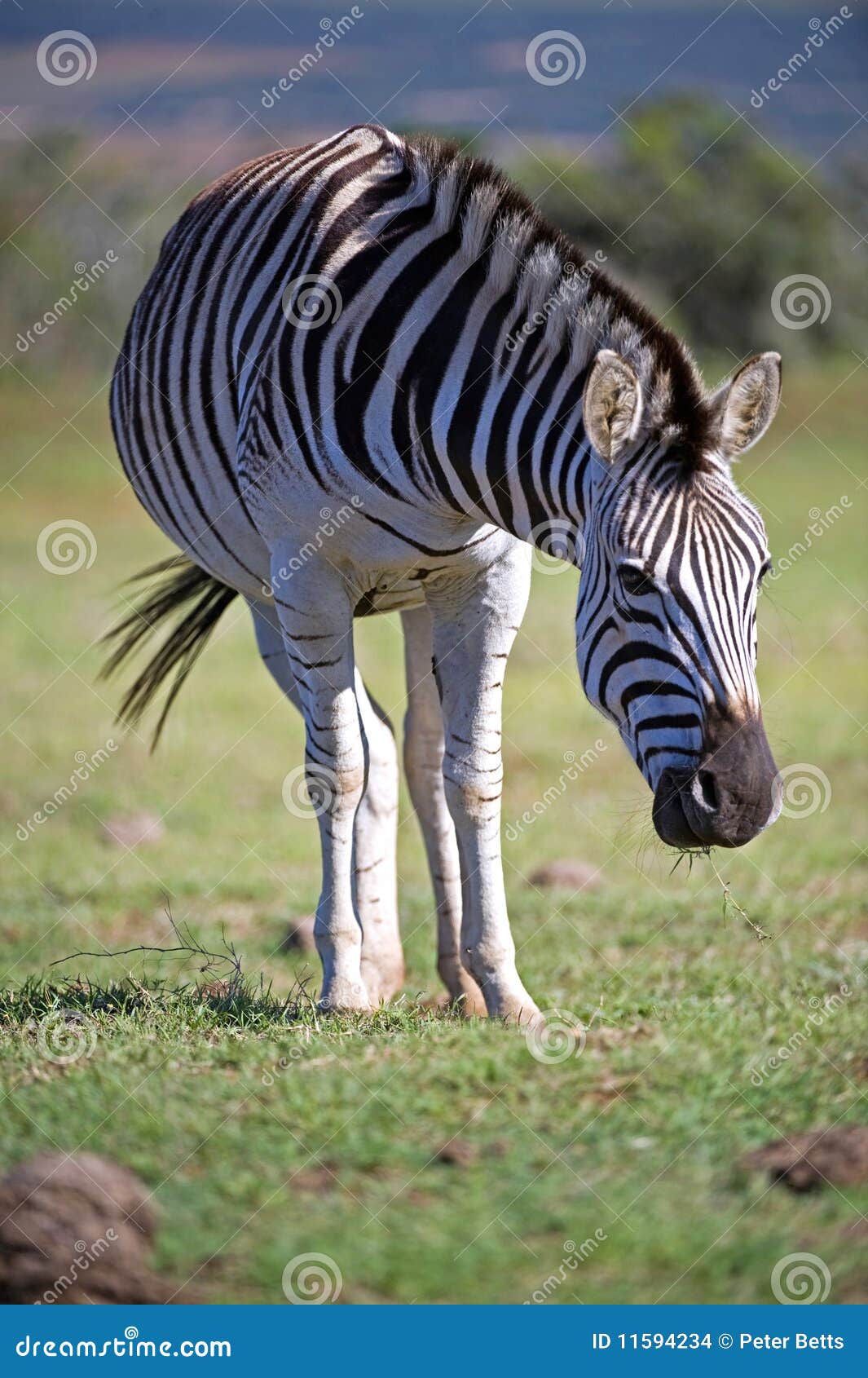 Cebra embarazada foto de archivo. Imagen de safari, vertical - 11594234