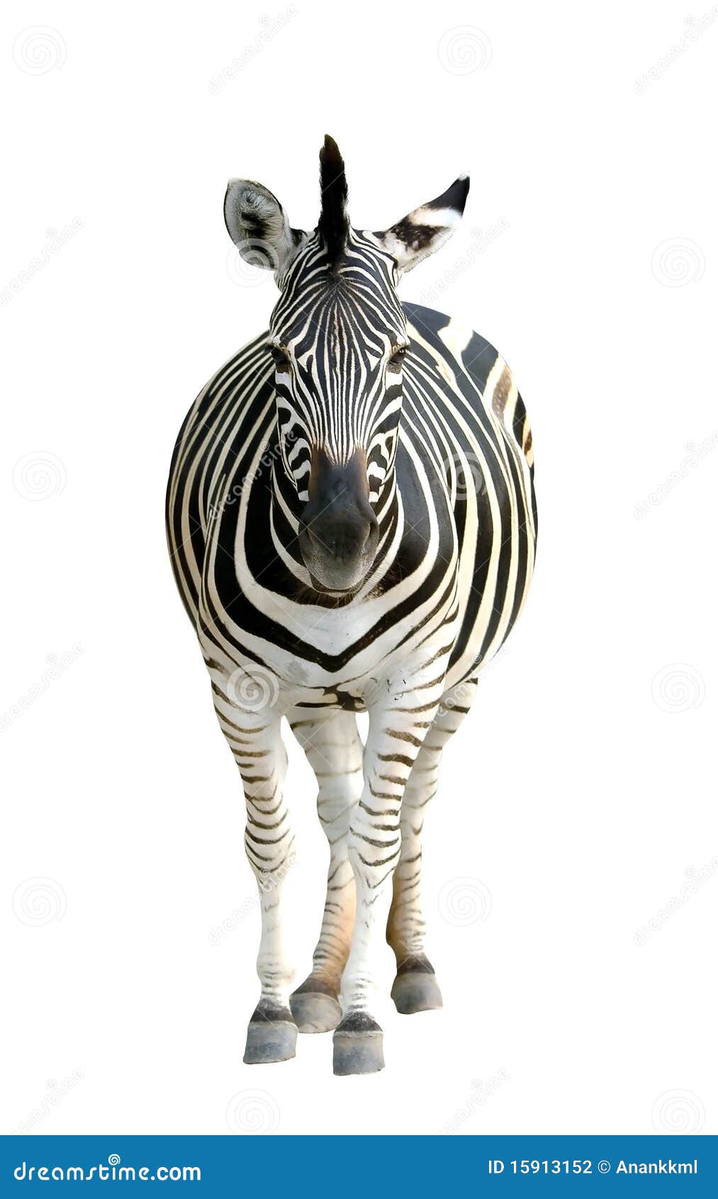 Cebra embarazada foto de archivo. Imagen de fauna, rayado - 15913152