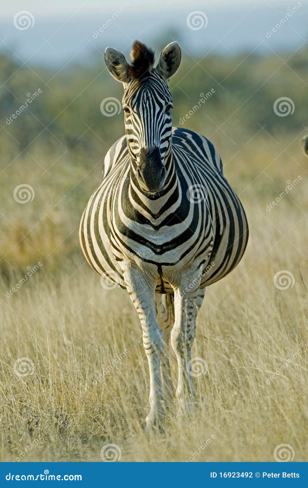 Cebra embarazada foto de archivo. Imagen de turismo, safari - 16923492