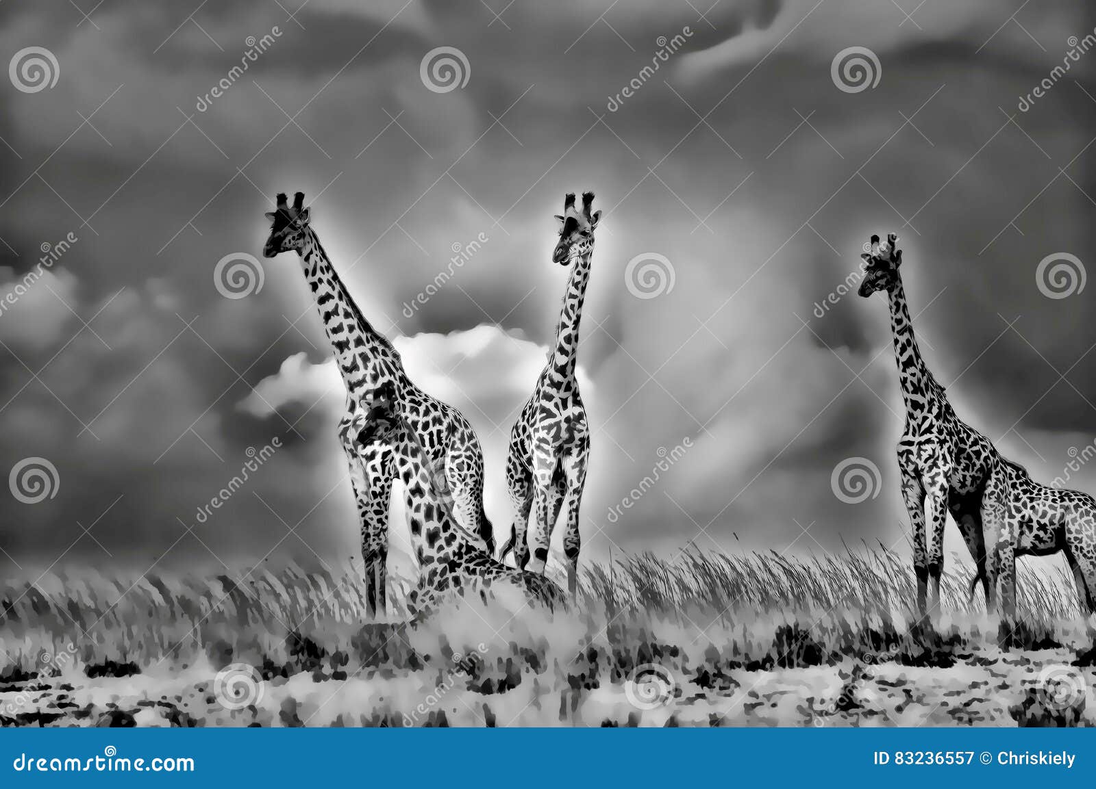 Cebra En Blanco Y Negro En El Campo Imagen de archivo - Imagen de cebra ...