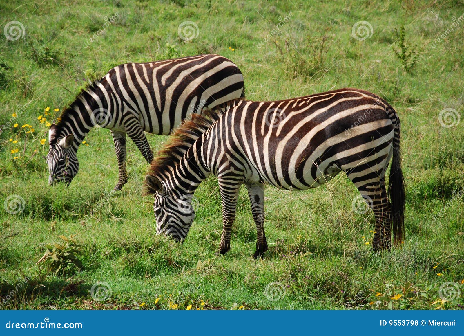Cebra En El Ambiente Natural Foto de archivo - Imagen de comer, intacto ...