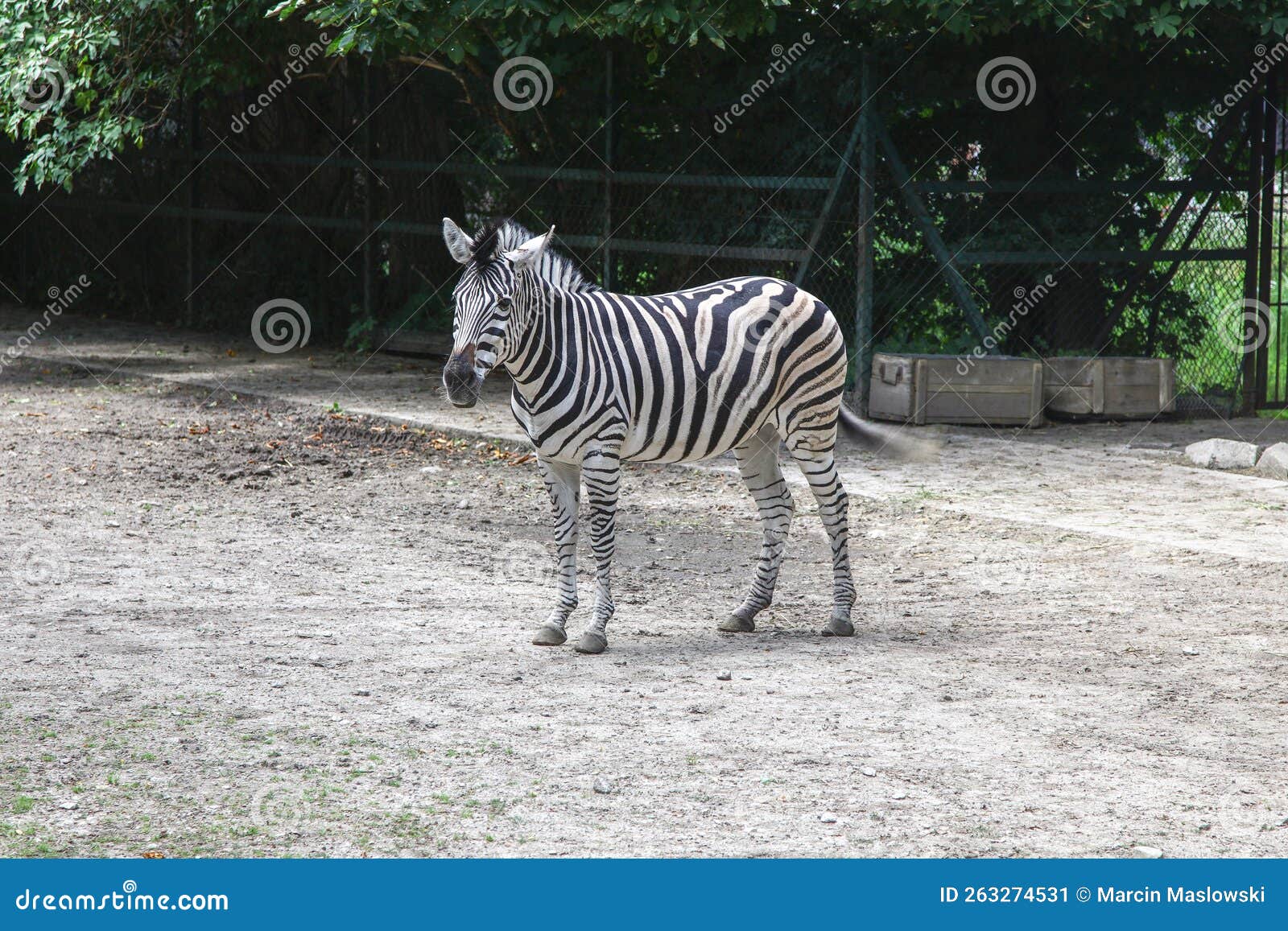 Cebra En El Recinto Del Zoo Imagen de archivo - Imagen de visitante ...