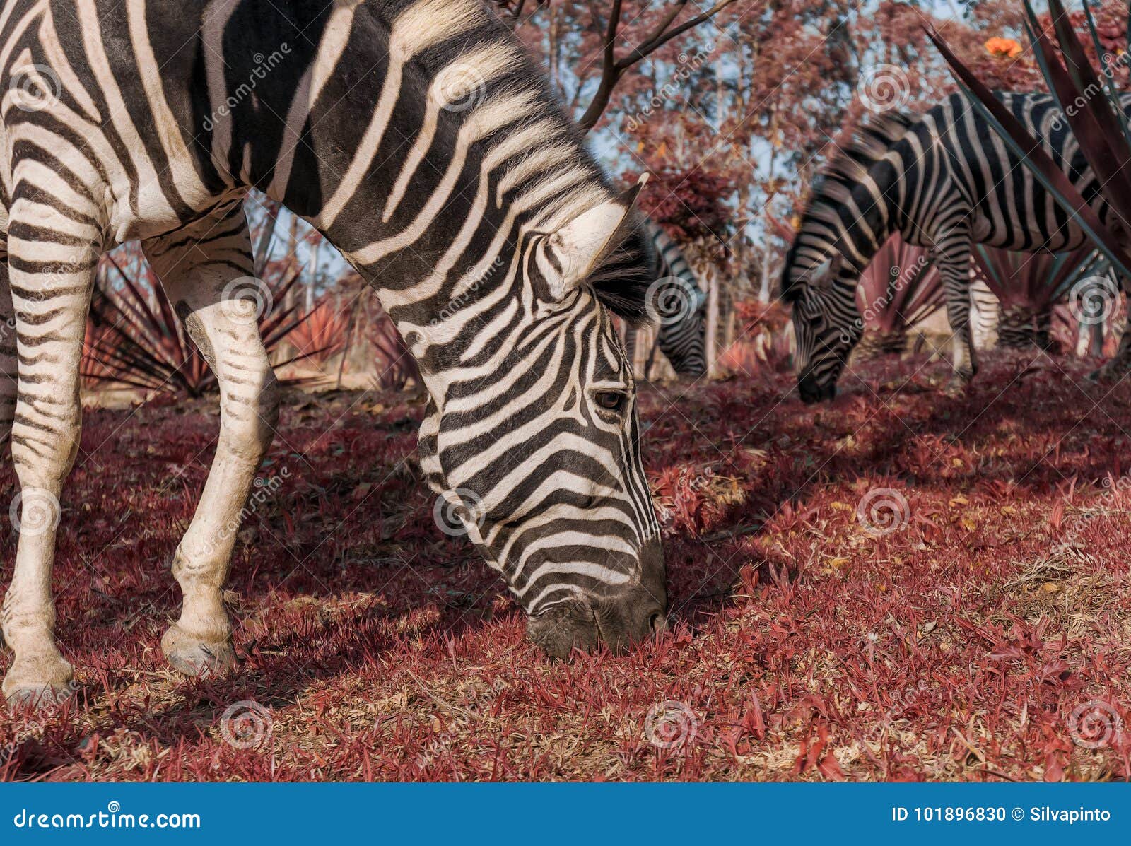 Cebra Que Come La Hierba Con La Hierba Roja Lubango Angola Foto de ...