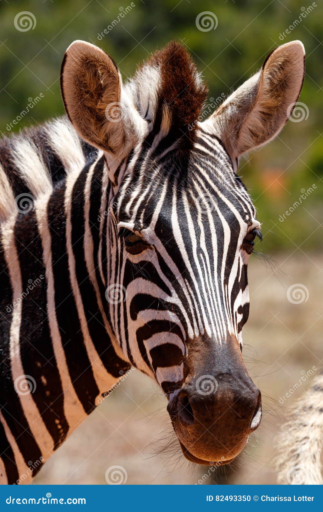 Cebra Que Le Para Y Que Mira Foto de archivo - Imagen de llanos, rayado ...