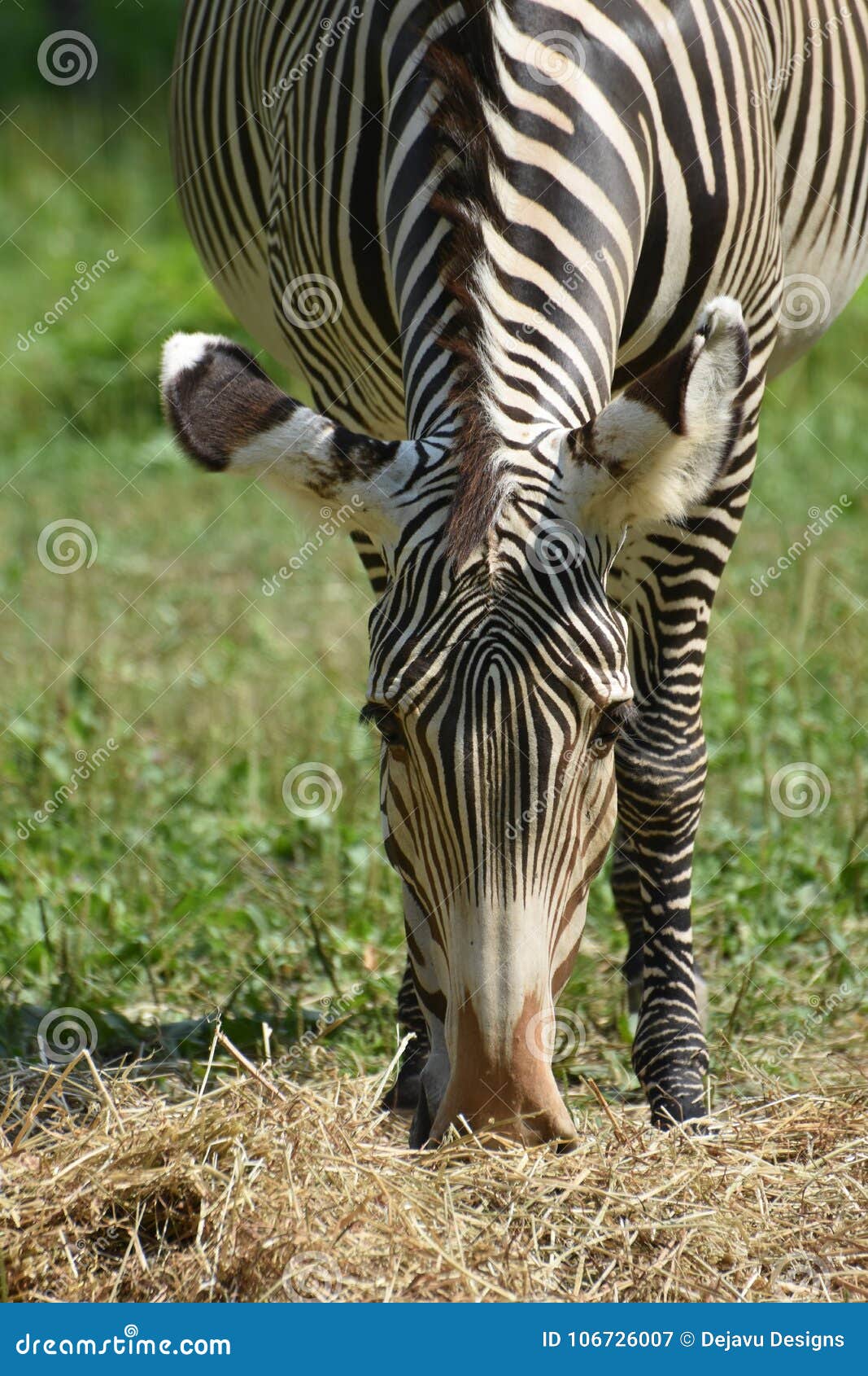 Cebra Rayada Linda Que Come Una Pila De Hierba Imagen de archivo ...