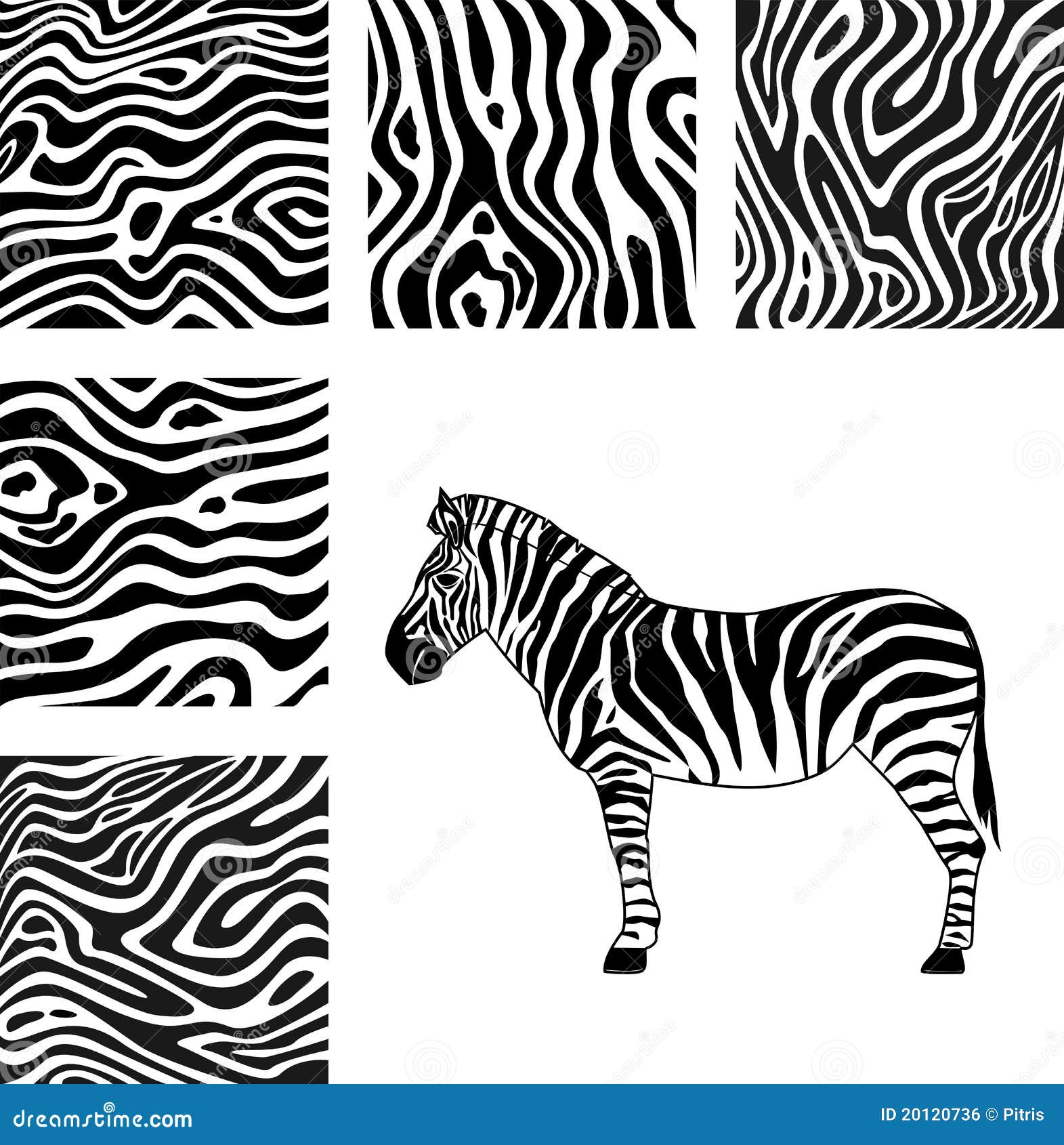 Cebra, textura de la cebra ilustración del vector. Ilustración de ...