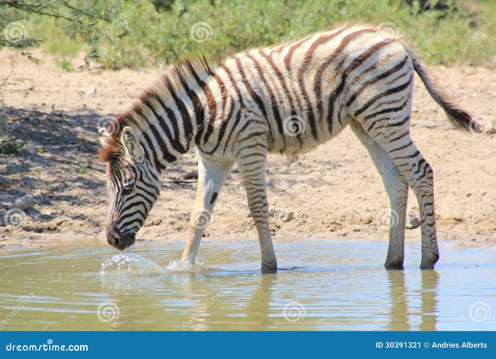 Cebra - Un Potro (joven) Explora Sus Alrededores Imagen de archivo ...
