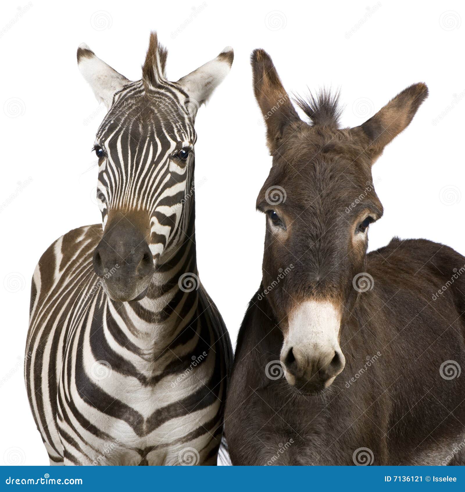 Mitad Burro Mitad Cebra