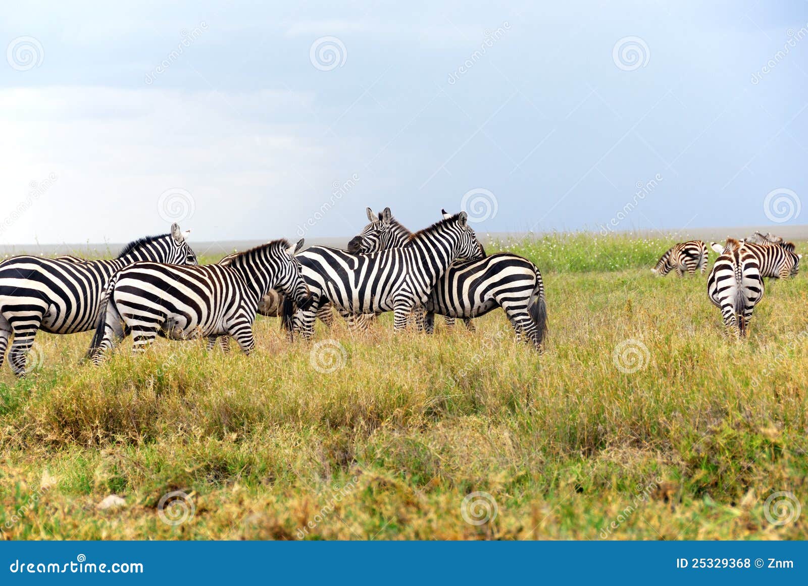 Cebras foto de archivo. Imagen de verde, animal, safari - 25329368