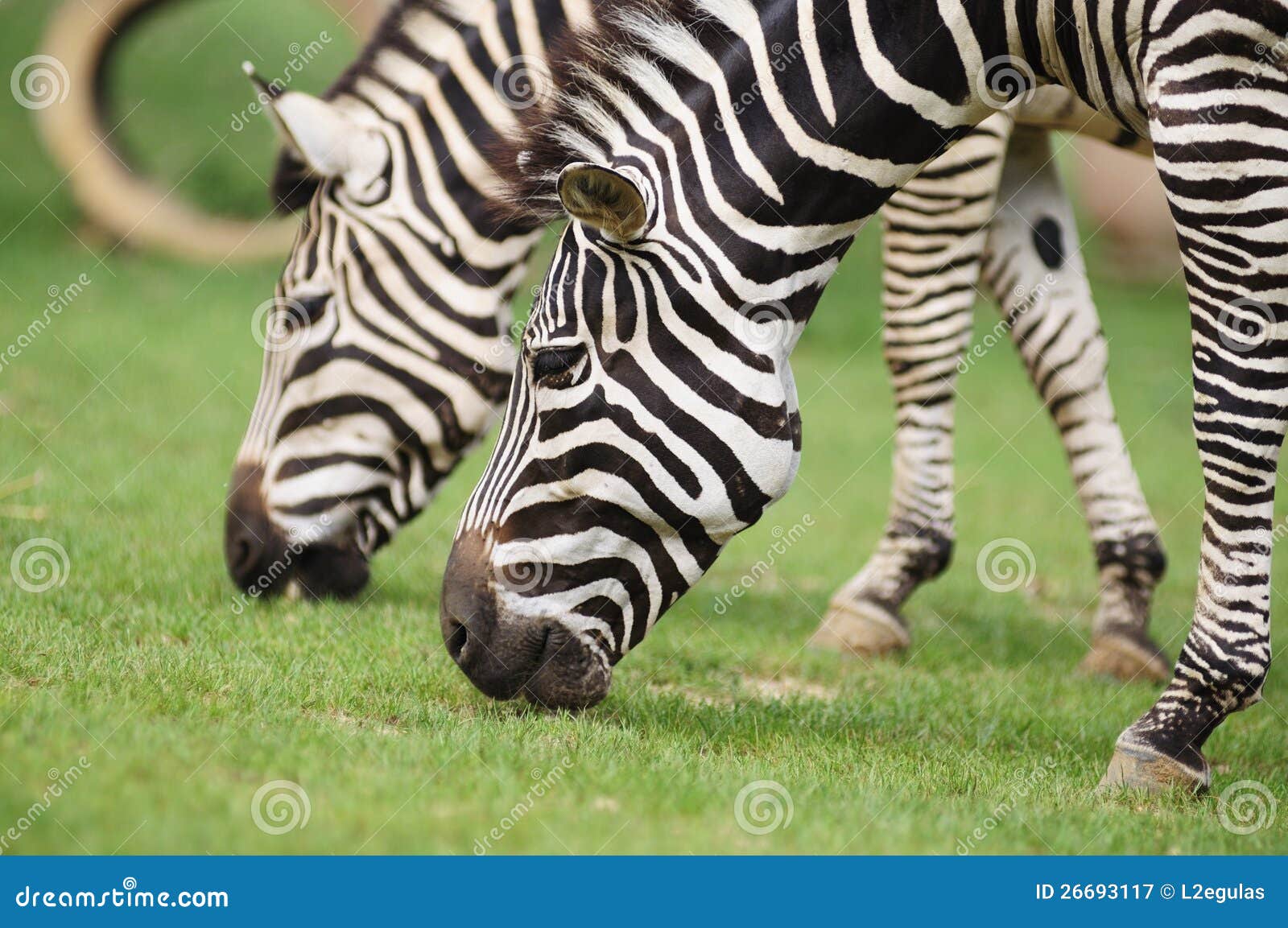 Cebras imagen de archivo. Imagen de comer, pierna, hierba - 26693117