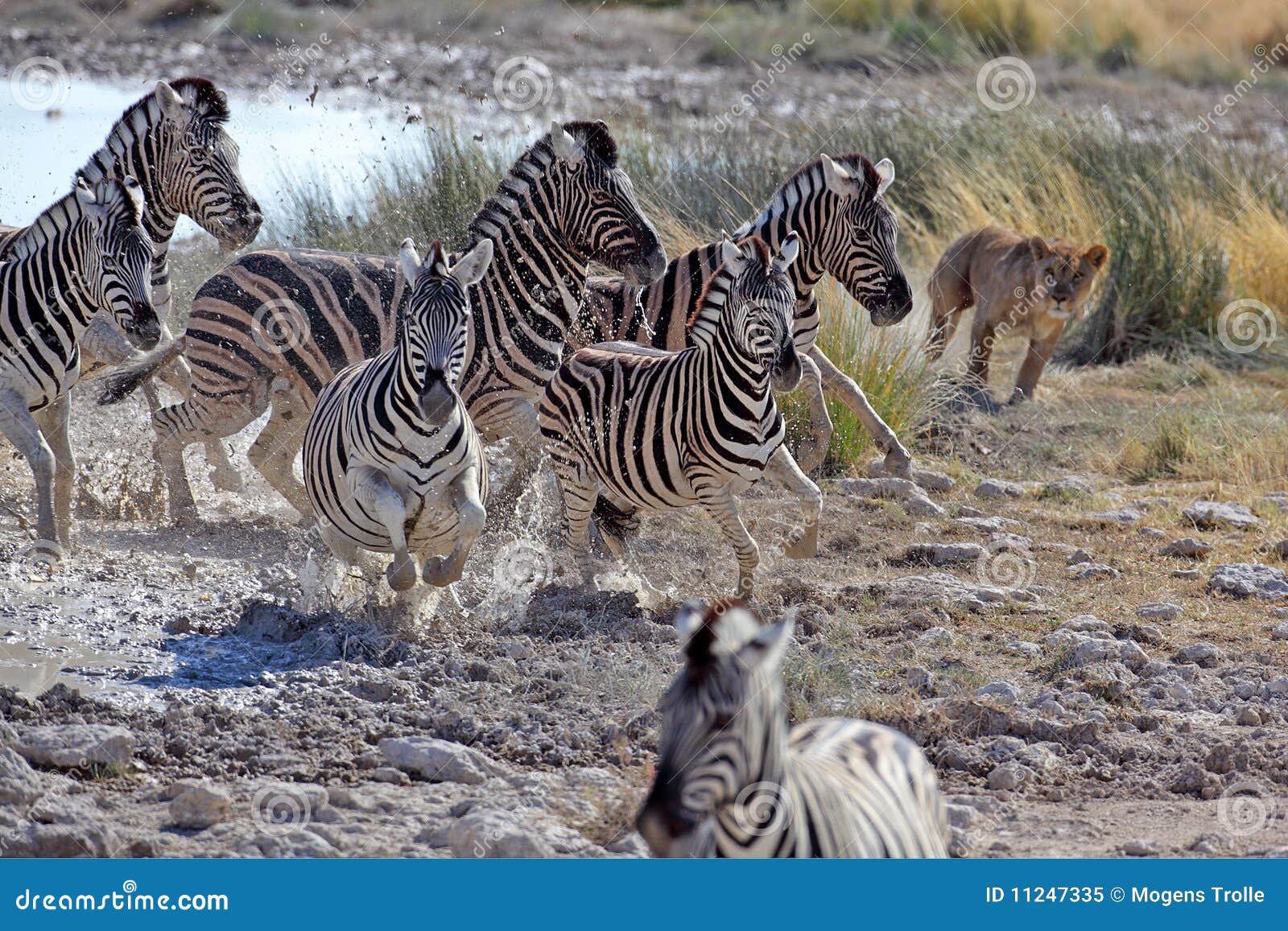 Cebras de la caza del león imagen de archivo. Imagen de despredador ...