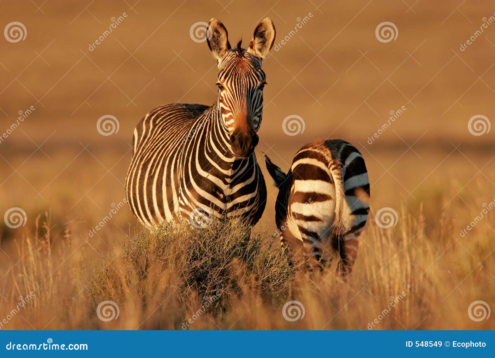 Cebras de montaña del cabo imagen de archivo. Imagen de travieso - 548549