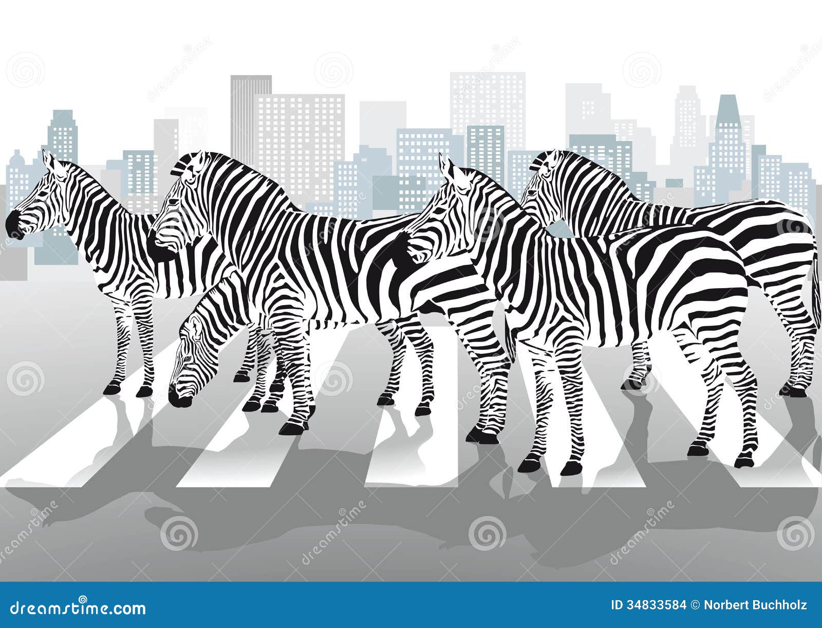 Cebras En El Paso De Peatones Ilustración del Vector - Ilustración de ...