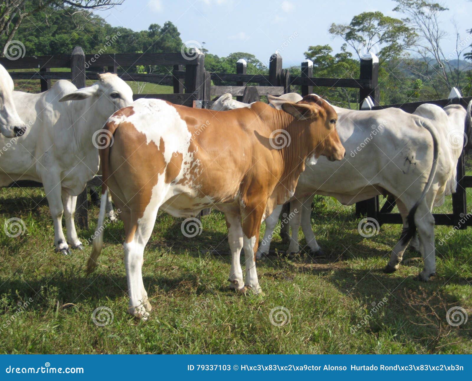 Cebu Cows Royalty-Free Stock Photo | CartoonDealer.com #79337103