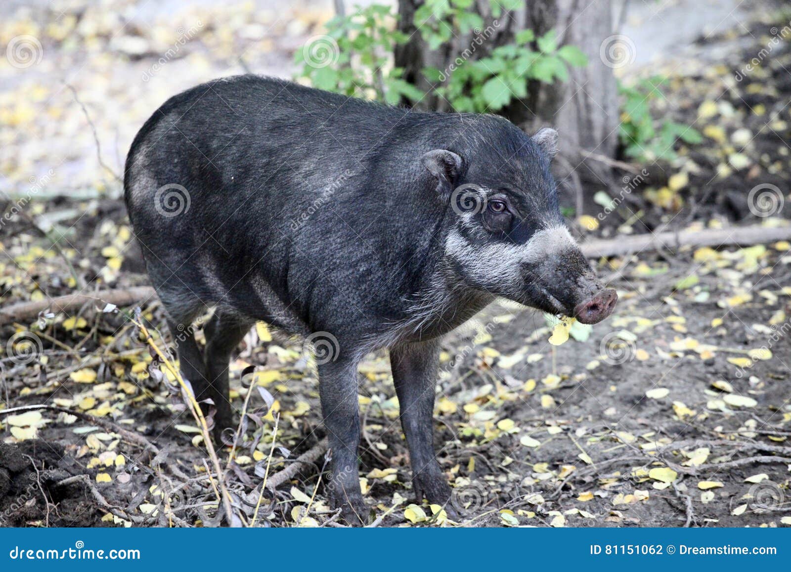Cebu pig stock photo. Image of animal, mammal, autumn - 81151062
