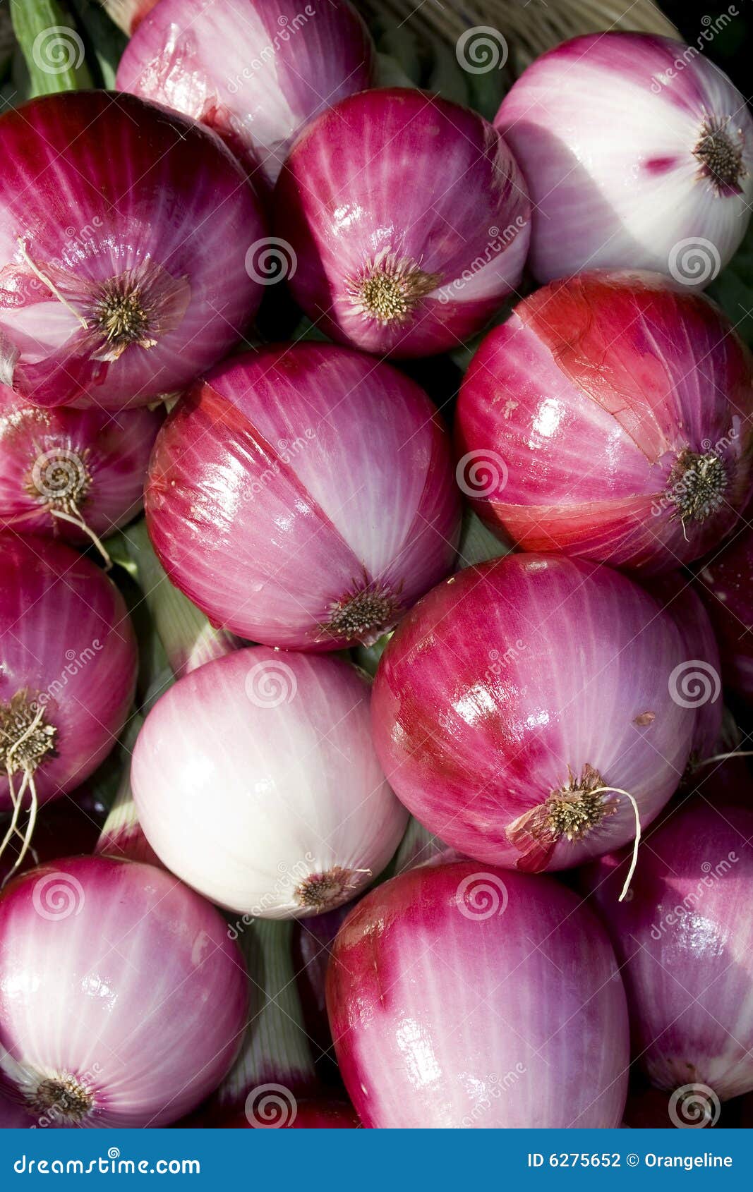 Cebula. zdjęcie stock. Obraz złożonej z cebule, kopiasty - 6275652