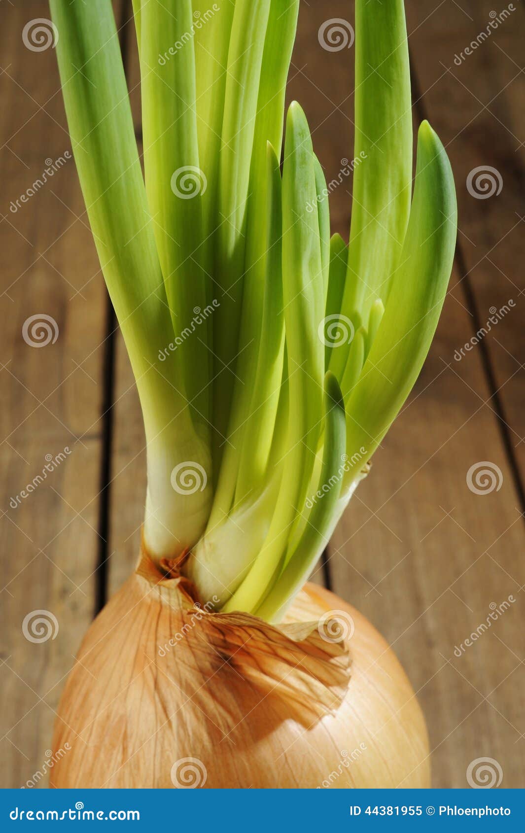 Cebula kiełkująca obraz stock. Obraz złożonej z botanika - 44381955