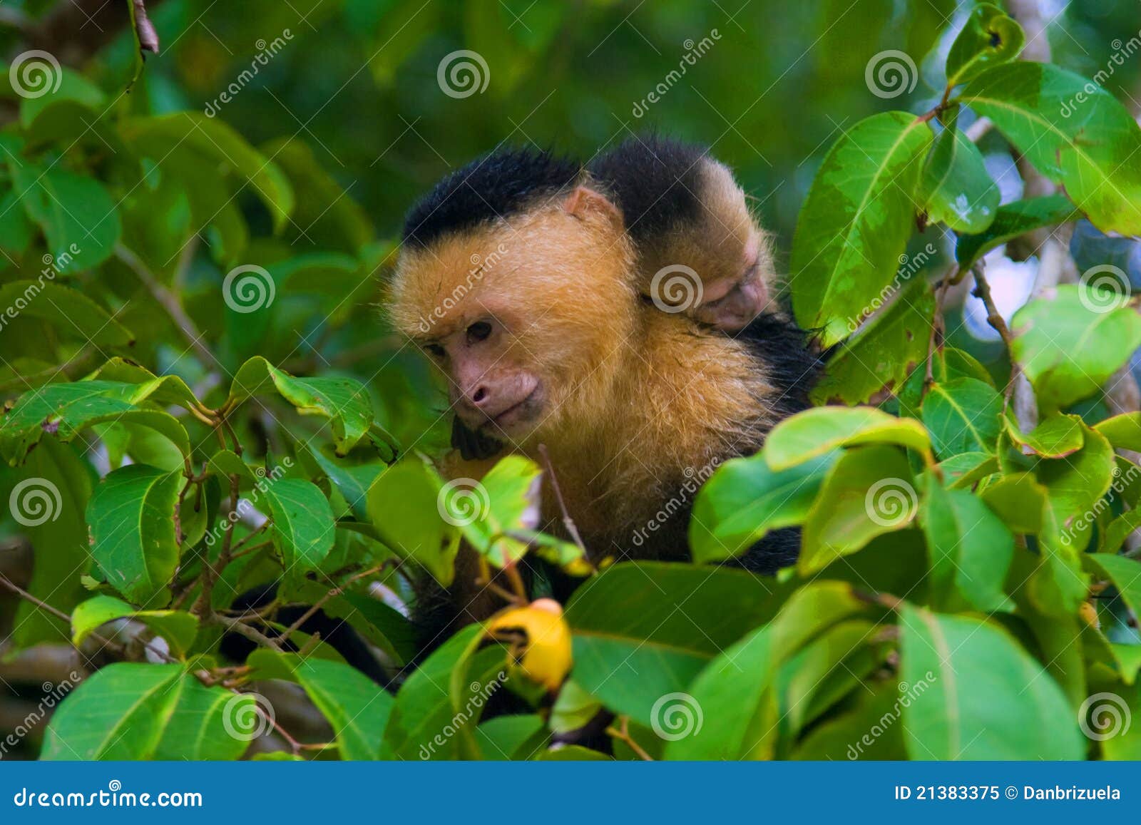 Cebus capucinus stock image. Image of rica, green, primate - 21383375