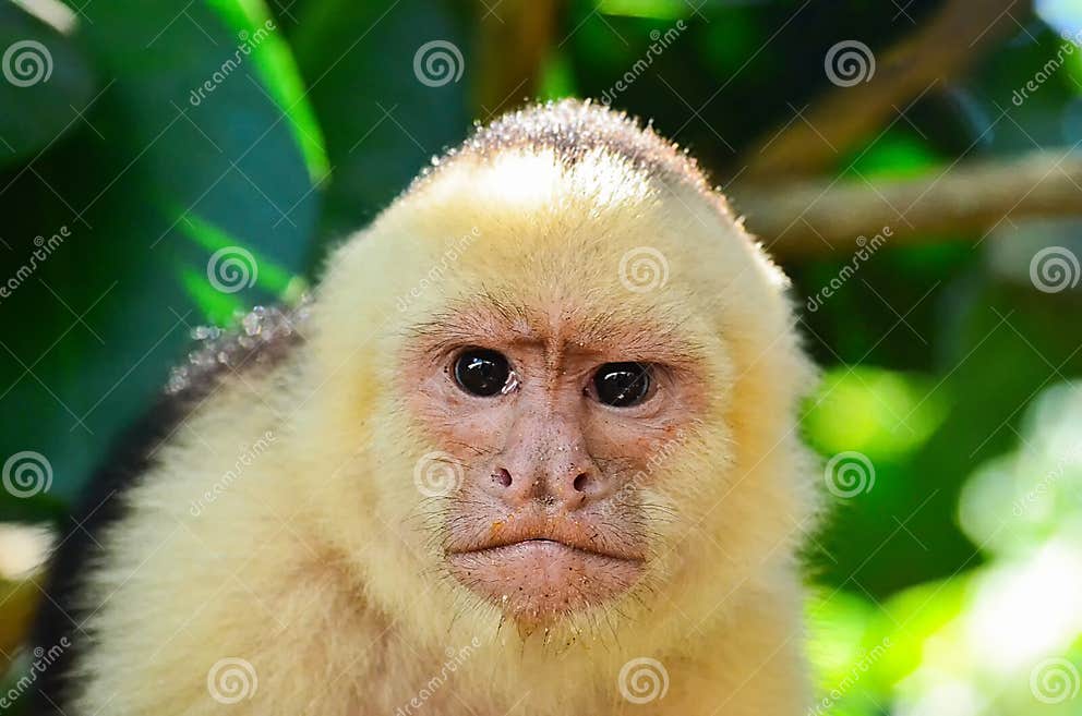Cebus monkey stock photo. Image of cebus, observance - 50411628