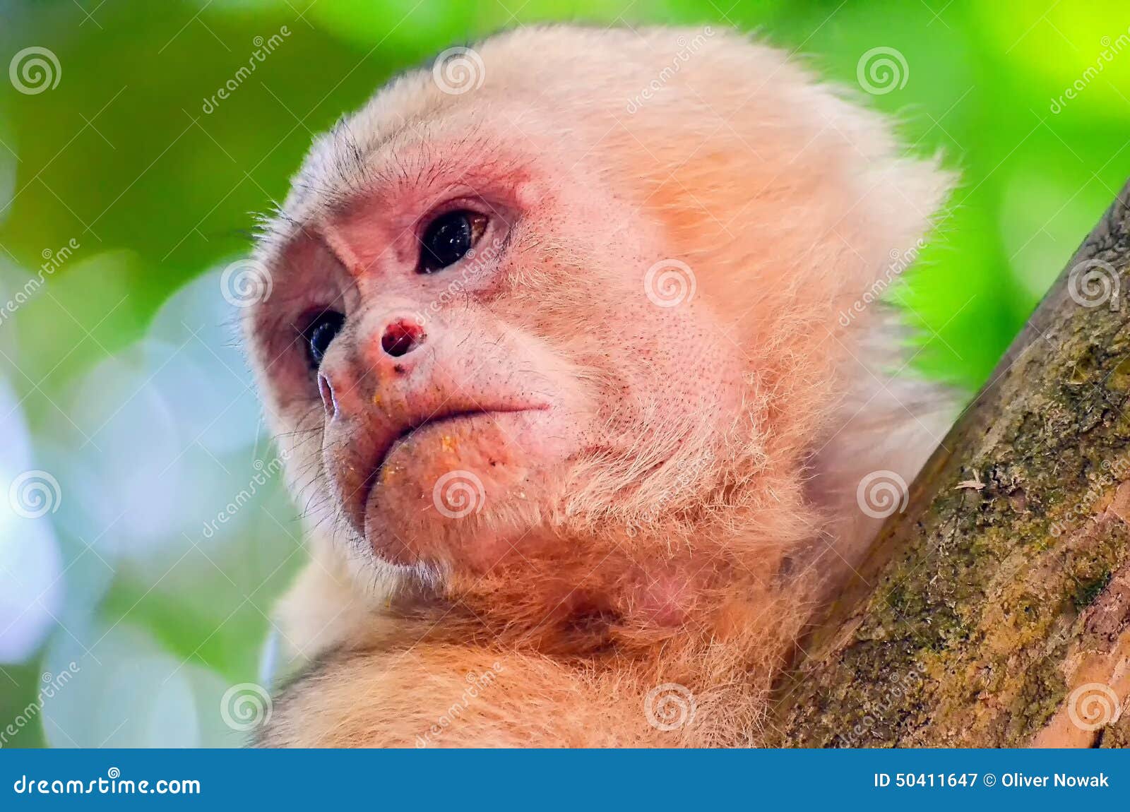Cebus monkey stock image. Image of rainforest, monitoring - 50411647