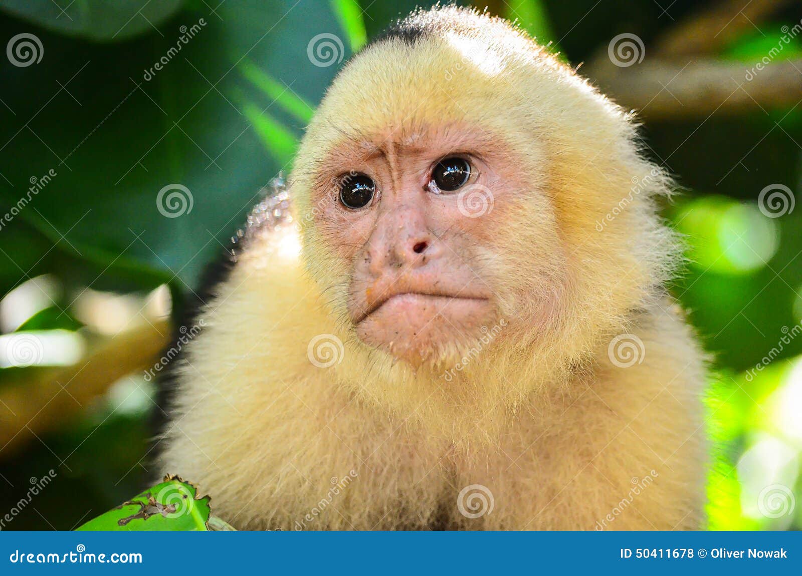 Cebus monkey stock photo. Image of moist, sanctuary, jungle - 50411678