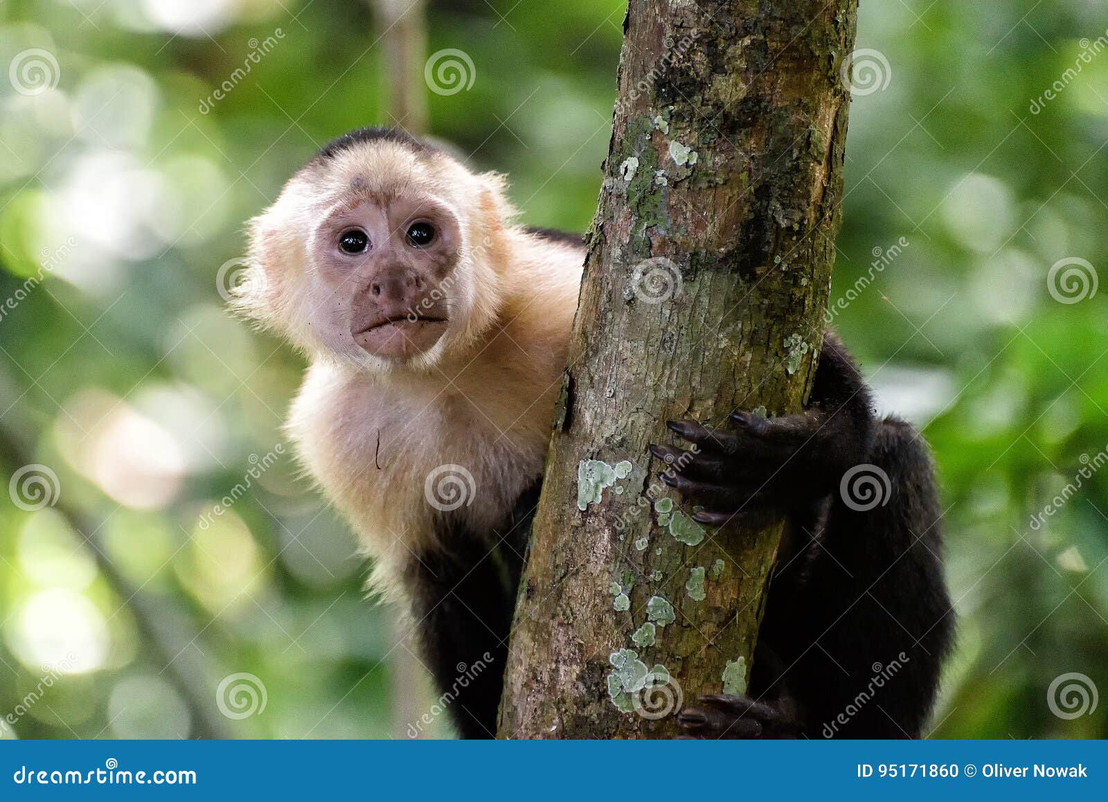 Cebus monkey stock photo. Image of rica, conservation - 95171860