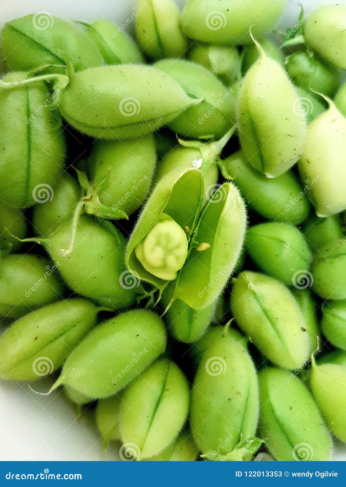 Ceci freschi immagine stock. Immagine di casalinga, baccelli - 122013353