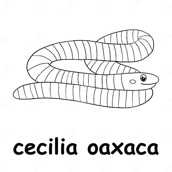 Kids Line Illustration Coloring Cecilia Oaxaca. Outline Vector for ...