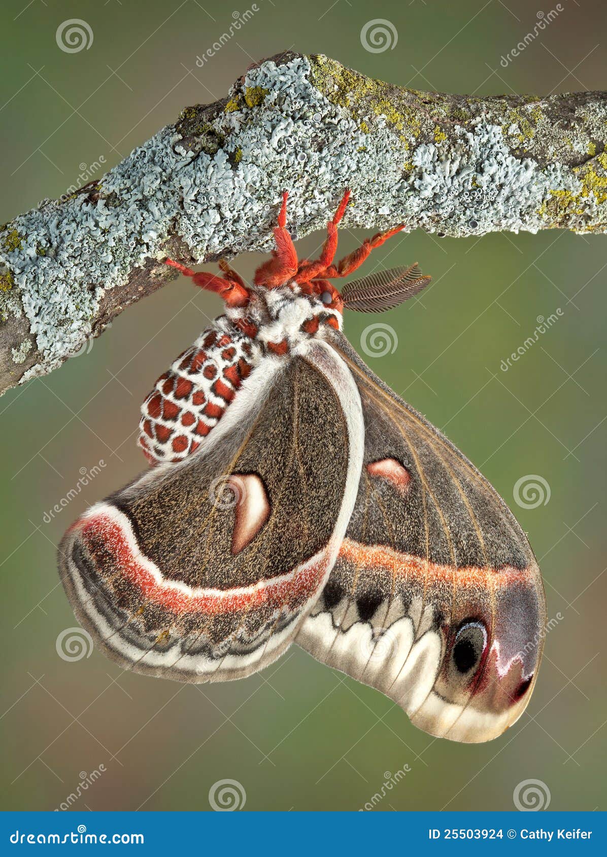 Cecropia Moth Stock Image | CartoonDealer.com #47946337