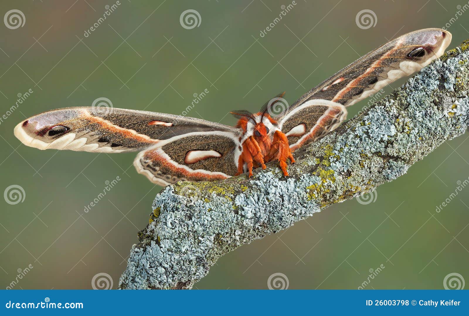 Cecropia moth on branch stock photo. Image of flying - 26003798
