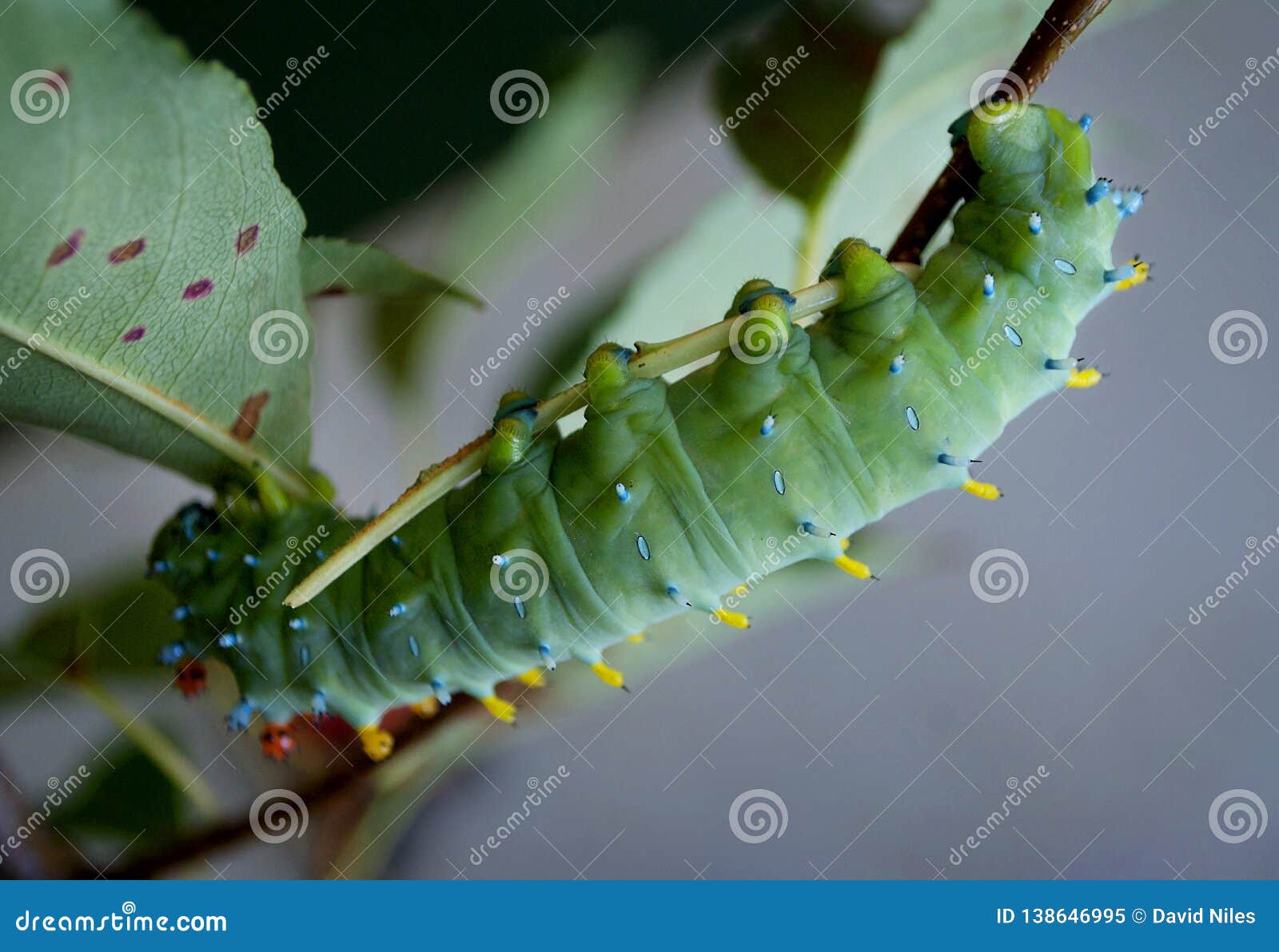 Cecropia moth caterpillar stock image. Image of native - 138646995 Cecropia moth caterpillar stock image. Image of native - 138646995