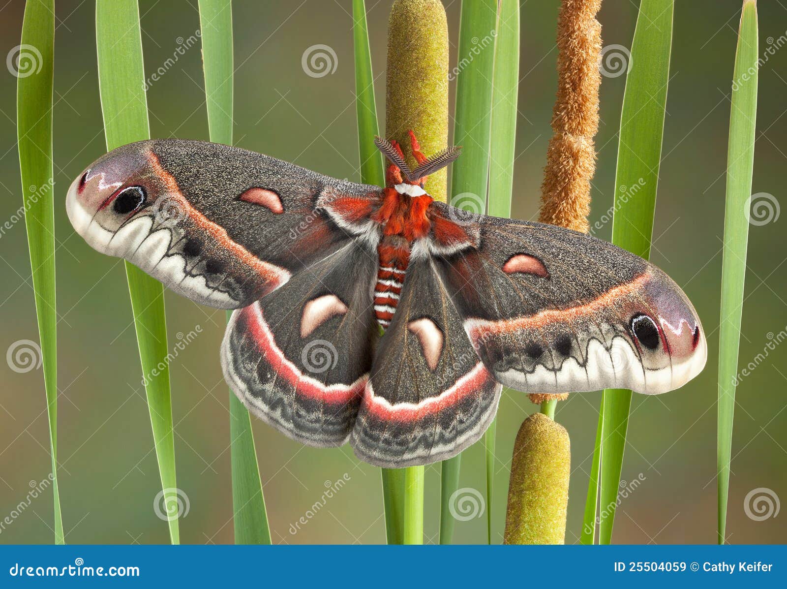 Cecropia Moth Stock Image | CartoonDealer.com #47946337