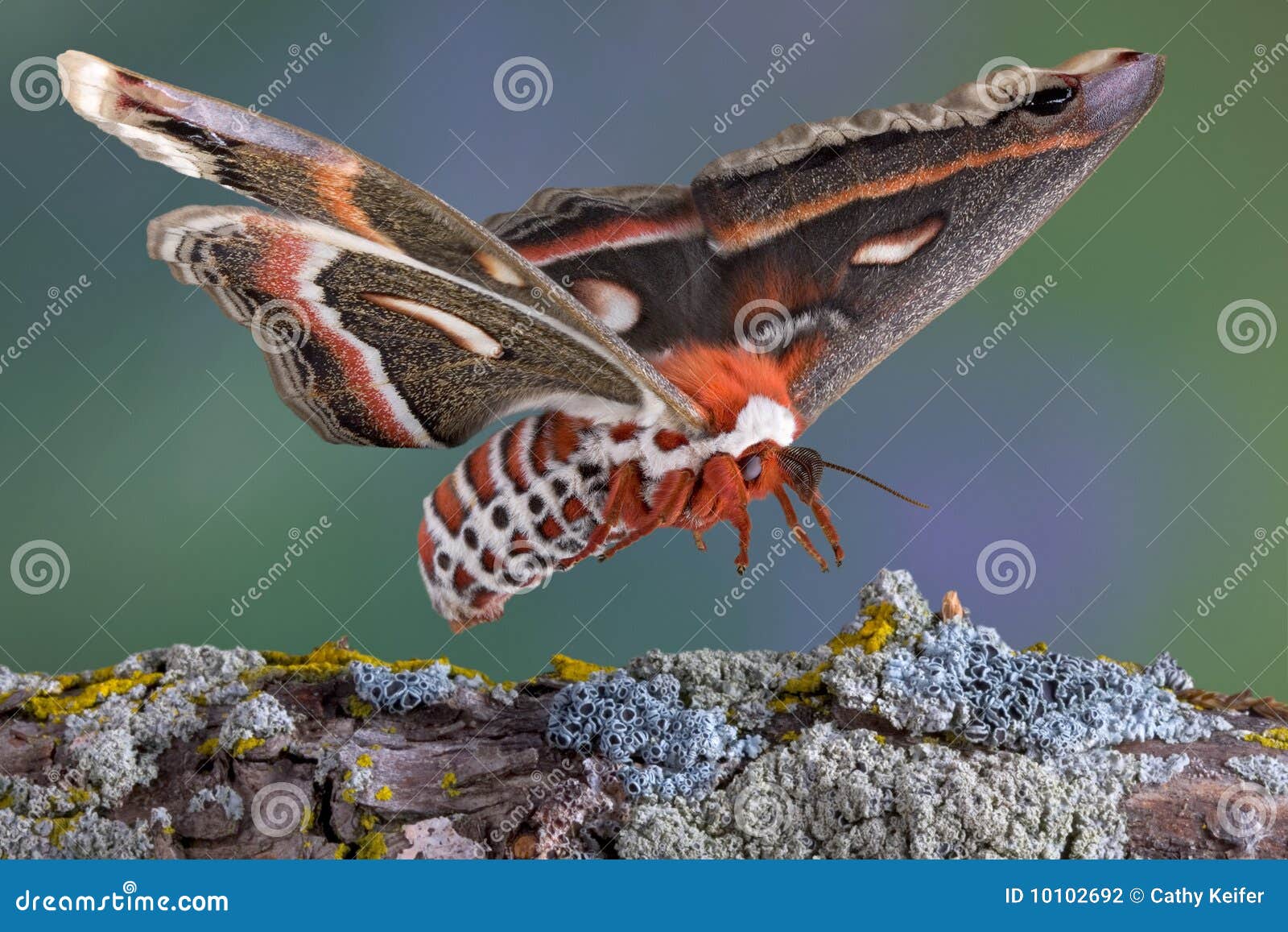 Cecropia Moth Landing on Branch Stock Photo - Image of nature, insect ...