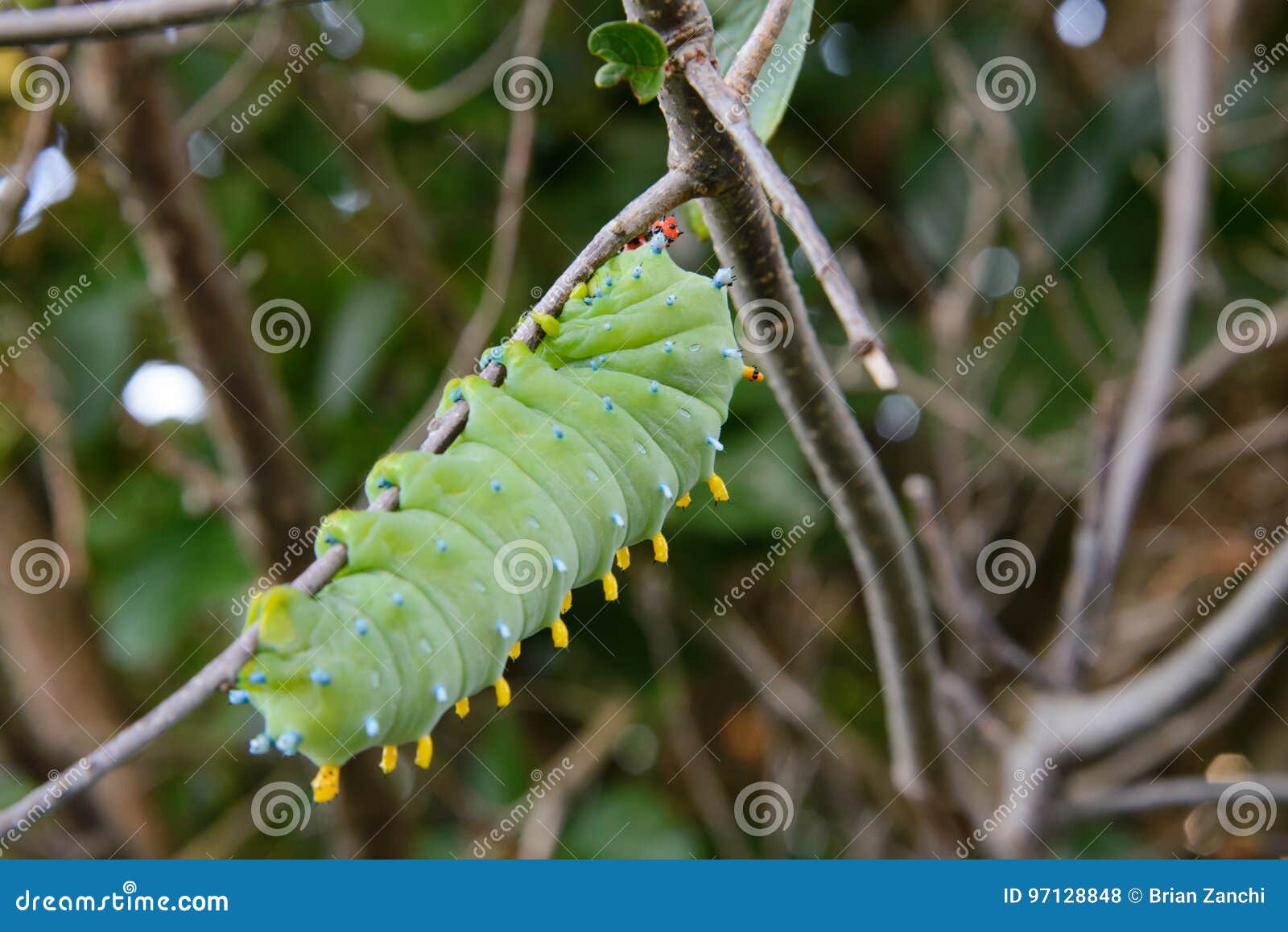 Cecropia Moth Larva stock photo. Image of moth, green - 97128848