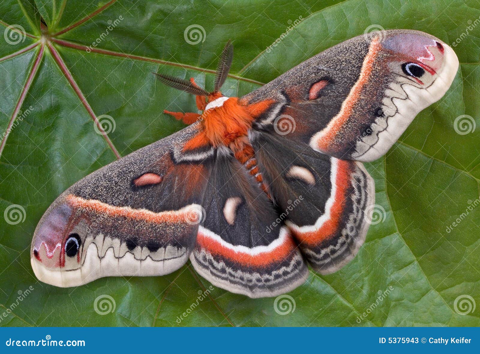 Cecropia Moth on Maple Leaf Stock Image - Image of invertebrate, wings ...