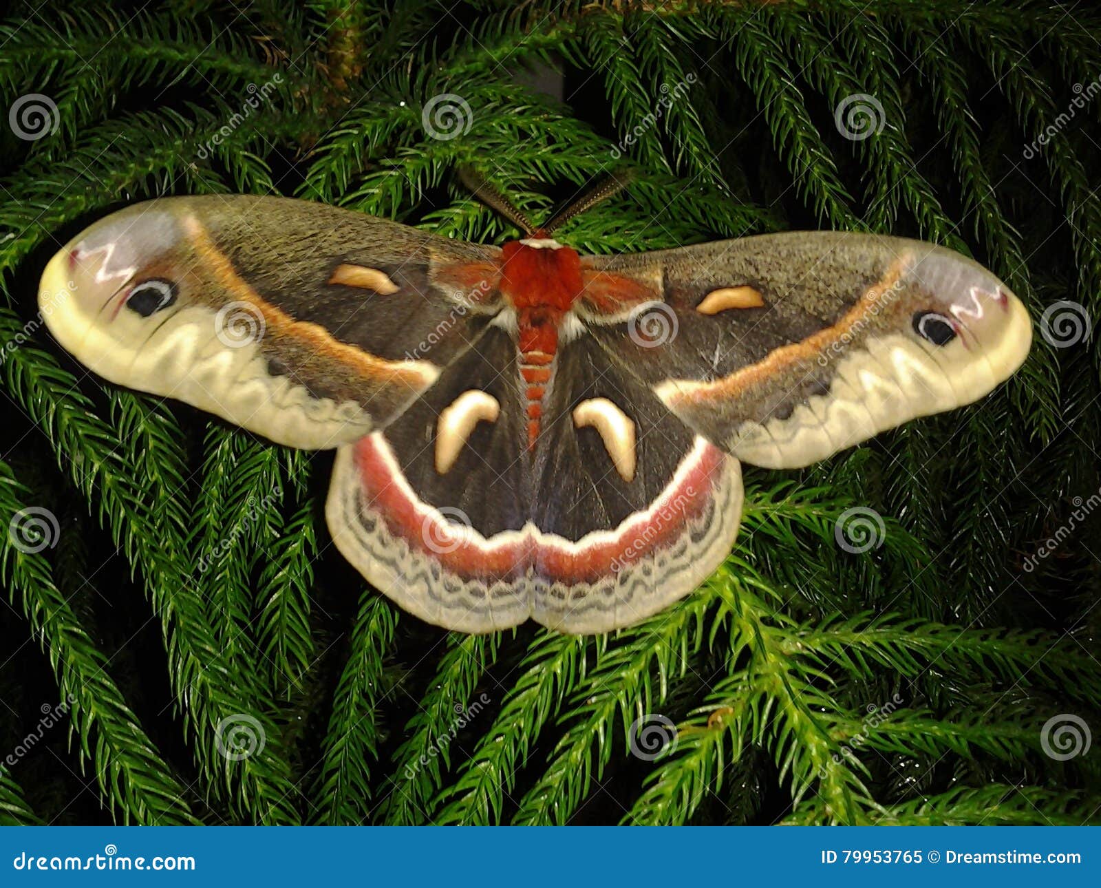 Cecropia moth stock image. Image of cecropia, moon, pine - 79953765