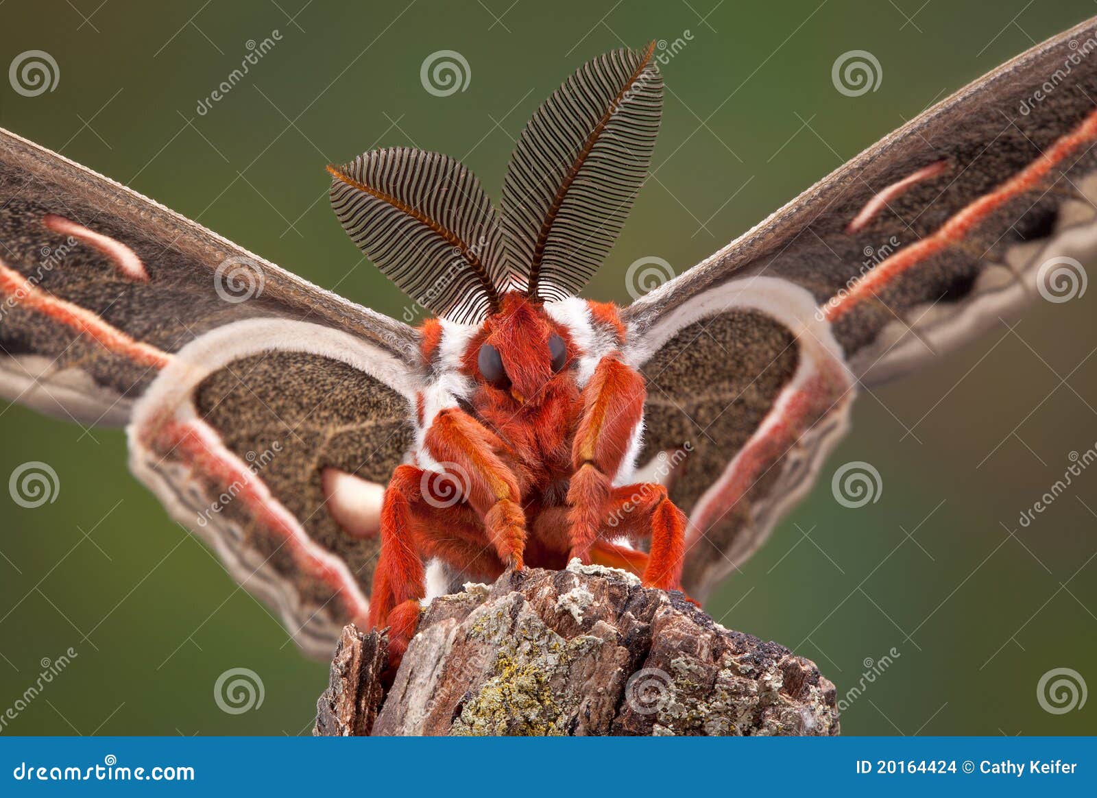 Cecropia Moth Portrait stock photo. Image of fuzzy, wild - 20164424