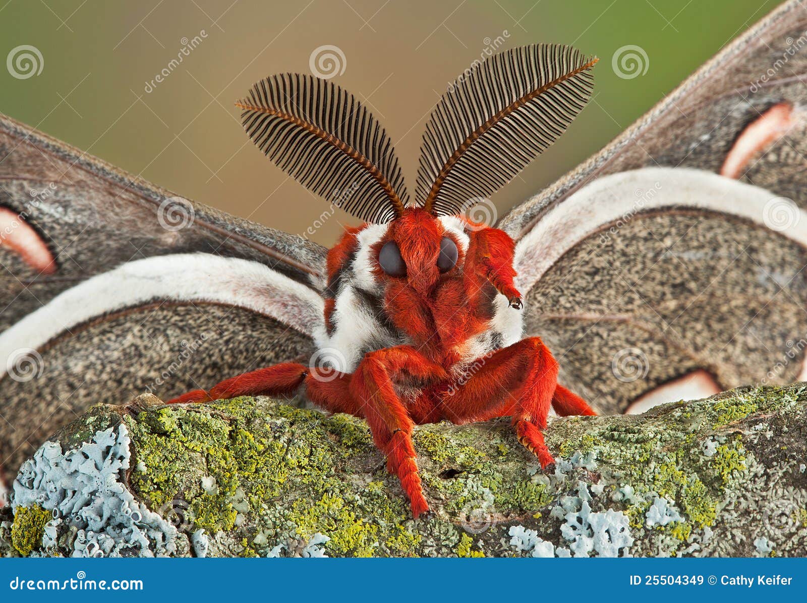Cecropia moth waving stock image. Image of fuzzy, furry - 25504349