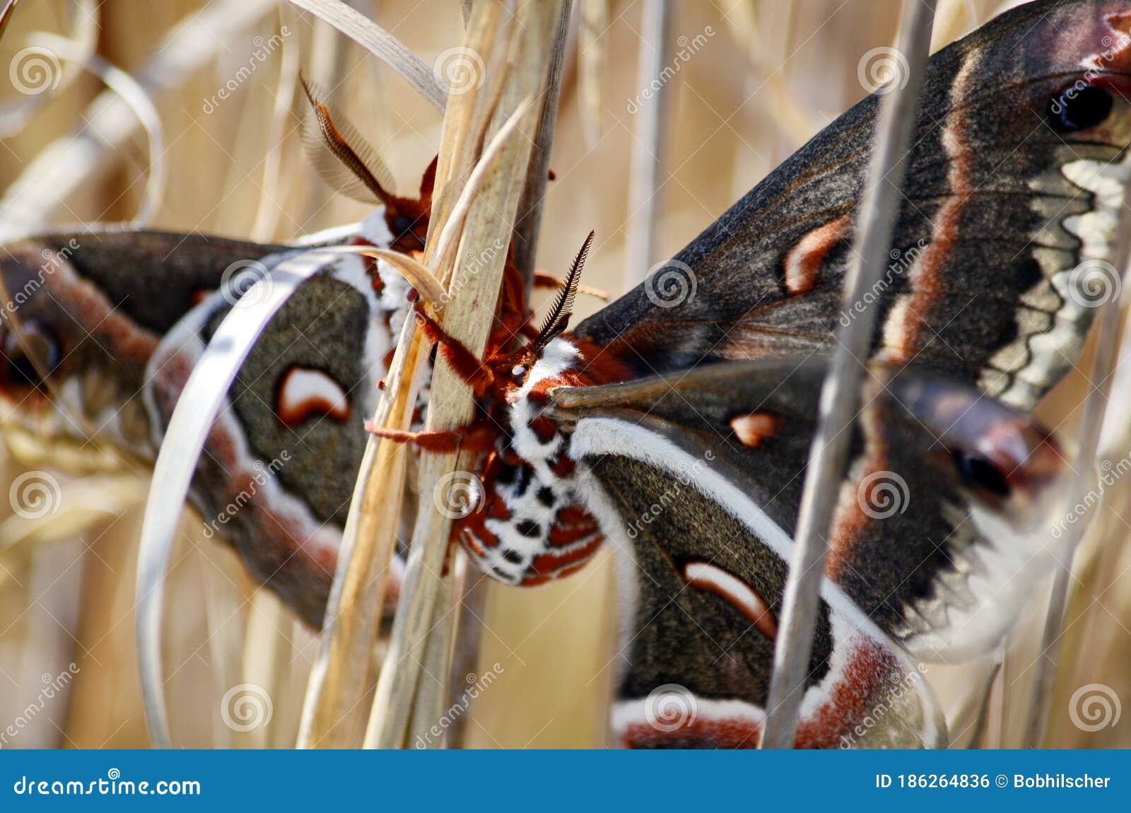 Cecropia Moths Mating in the Wild. Stock Photo - Image of branch ...