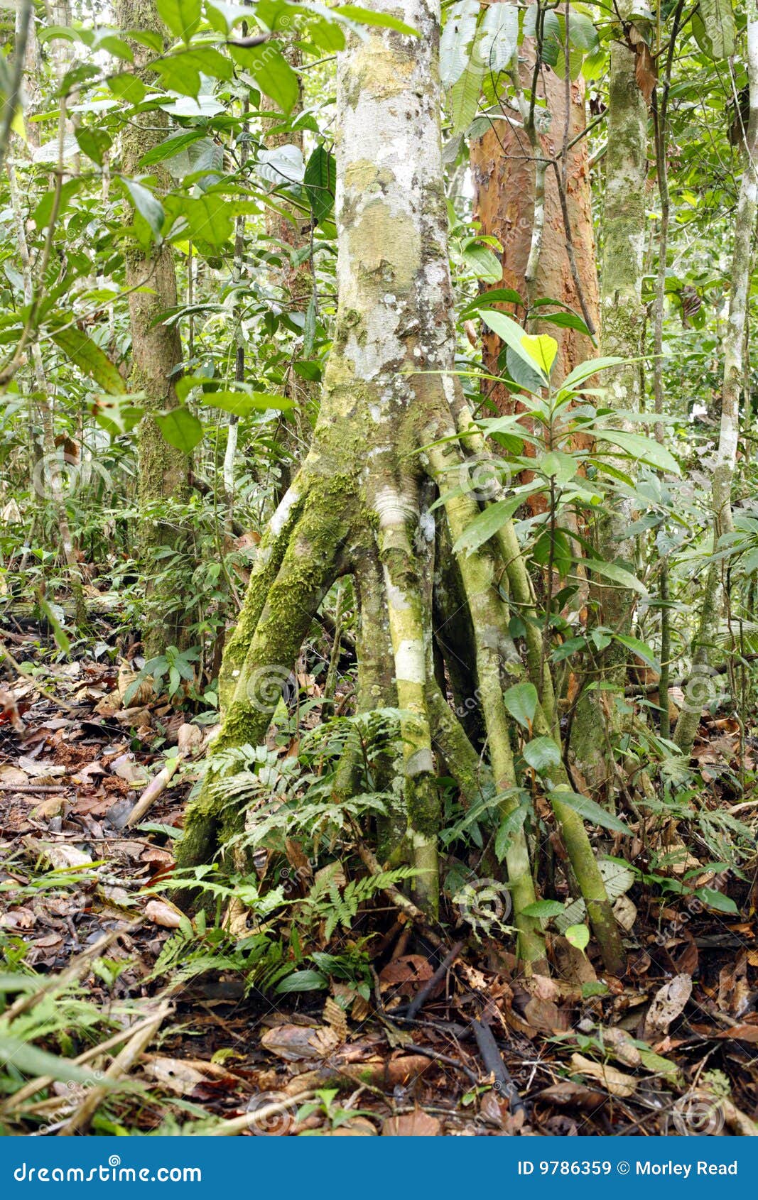Cecropia Tree with Stilt Roots Stock Image - Image of america, moss ...
