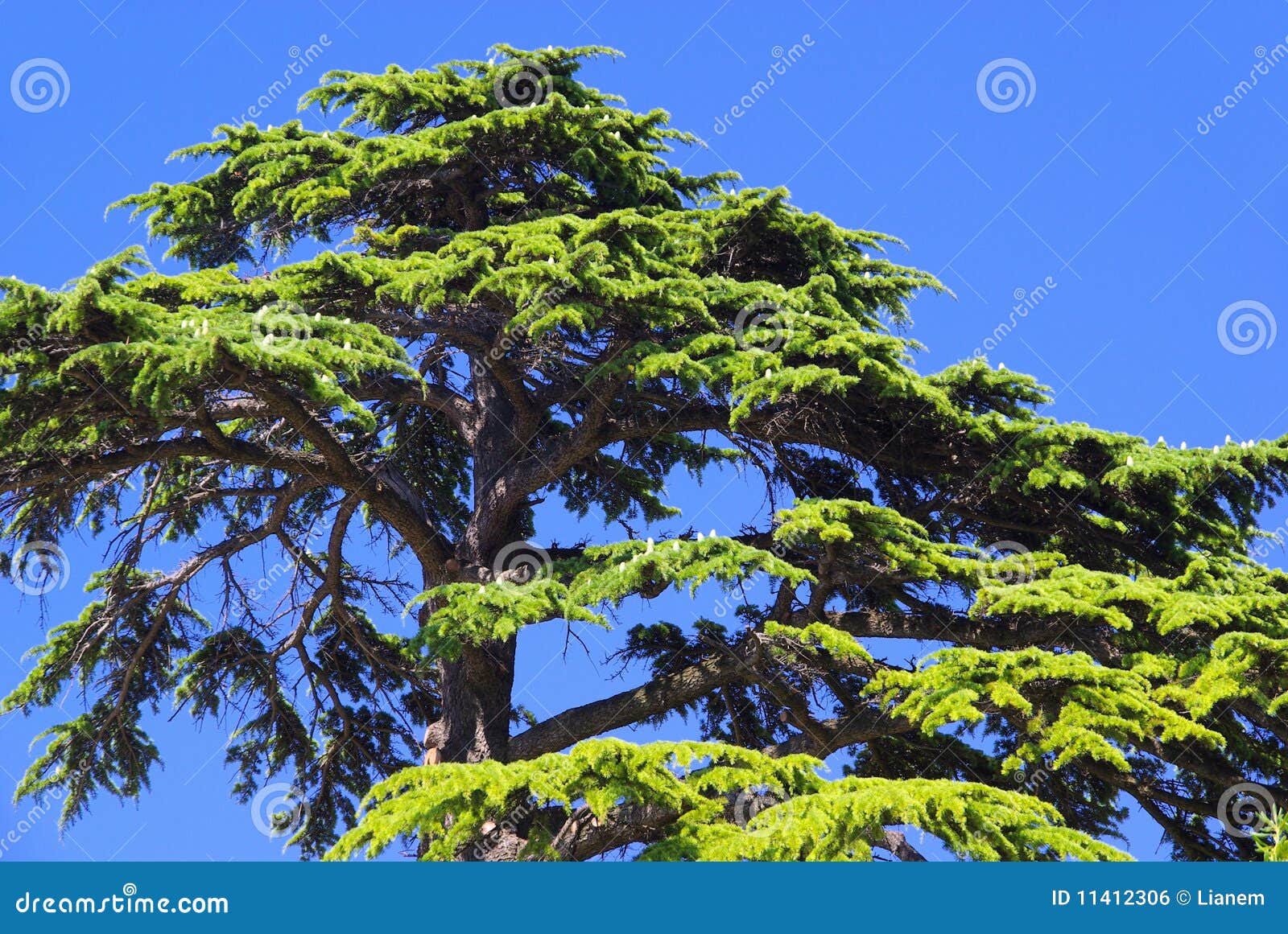 Cedar stock photo. Image of plant, grove, pines, woods - 11412306