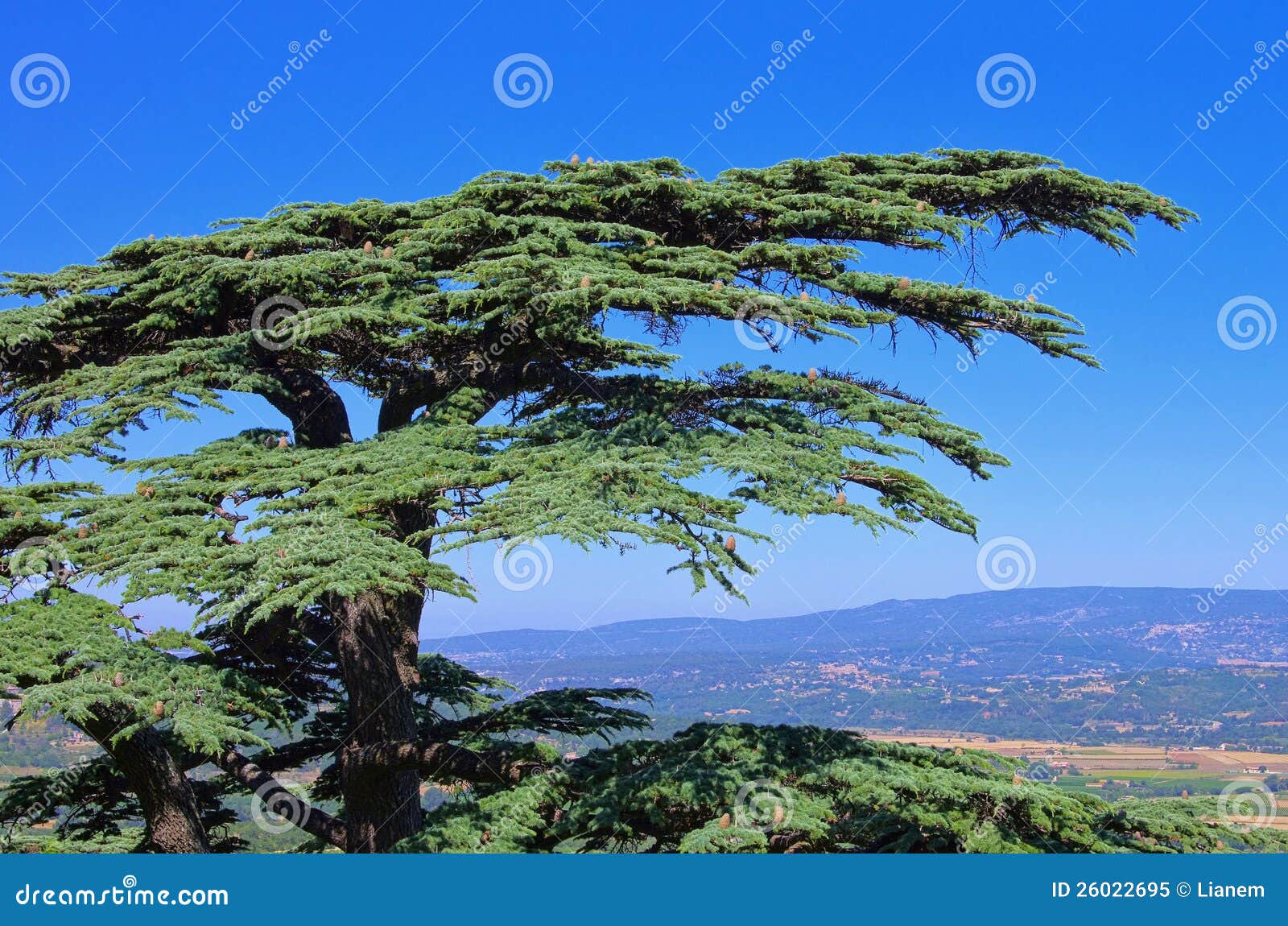 Cedar stock image. Image of cedar, evergreen, cones, shine - 26022695