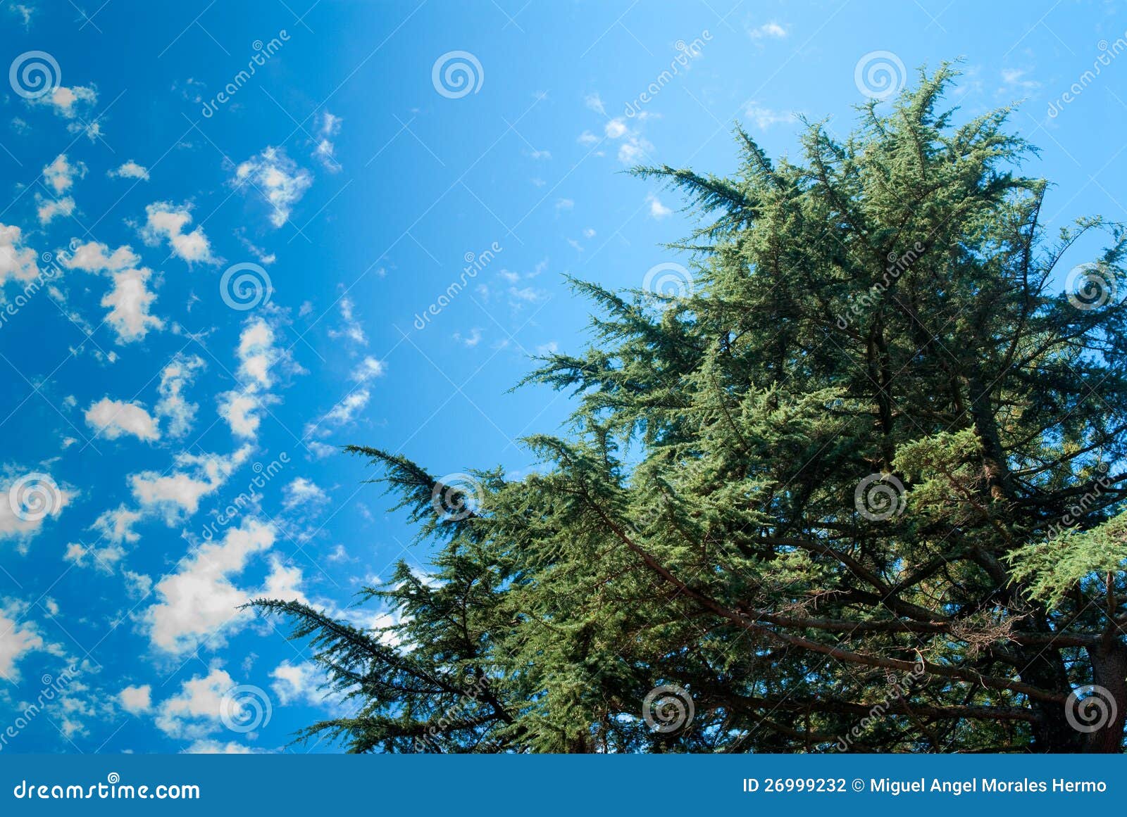 Cedar stock photo. Image of cedar, clouds, tree, nature - 26999232