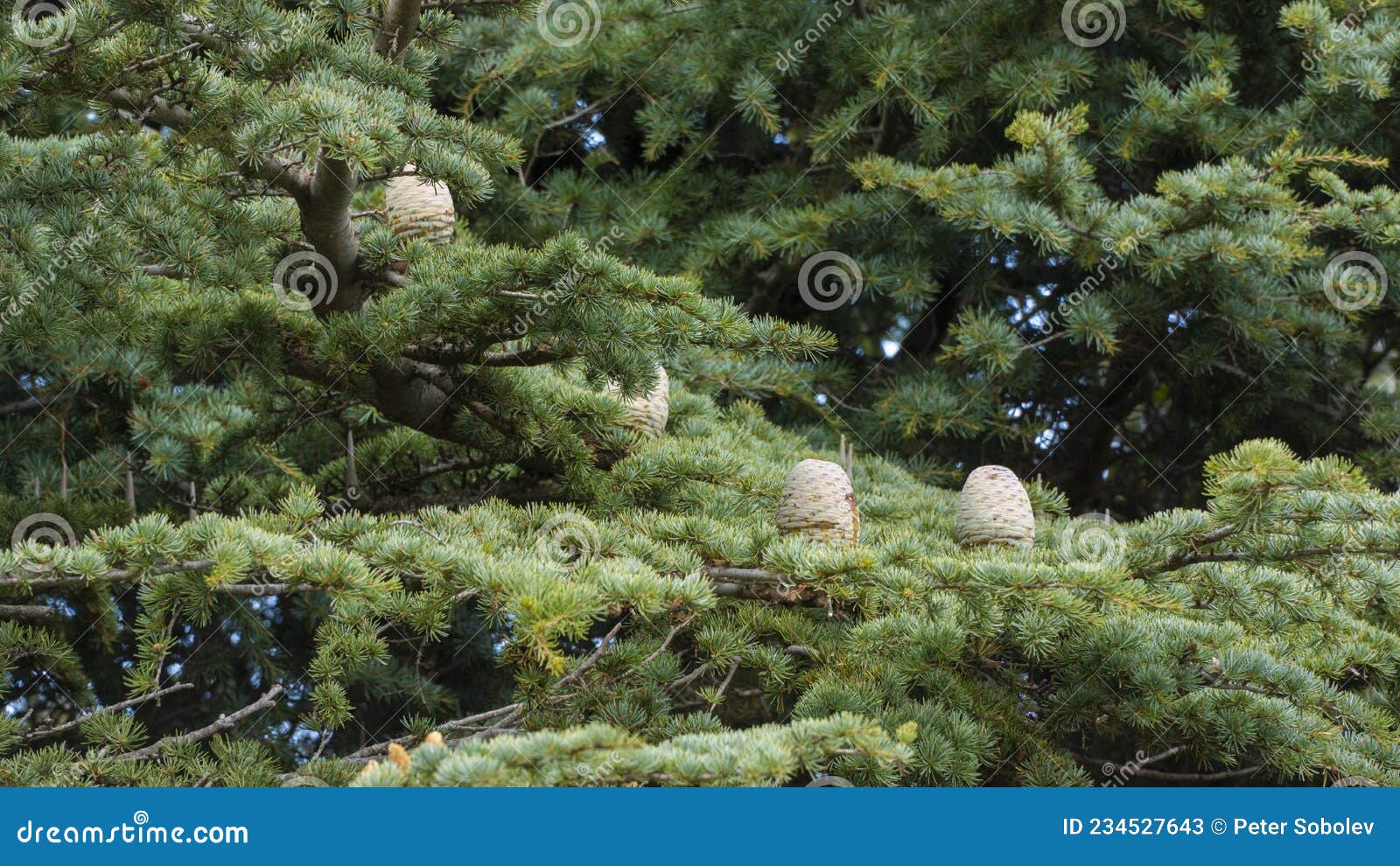Cedar in Al Shouf Cedar Nature Reserve. Lebanon Stock Image - Image of ...